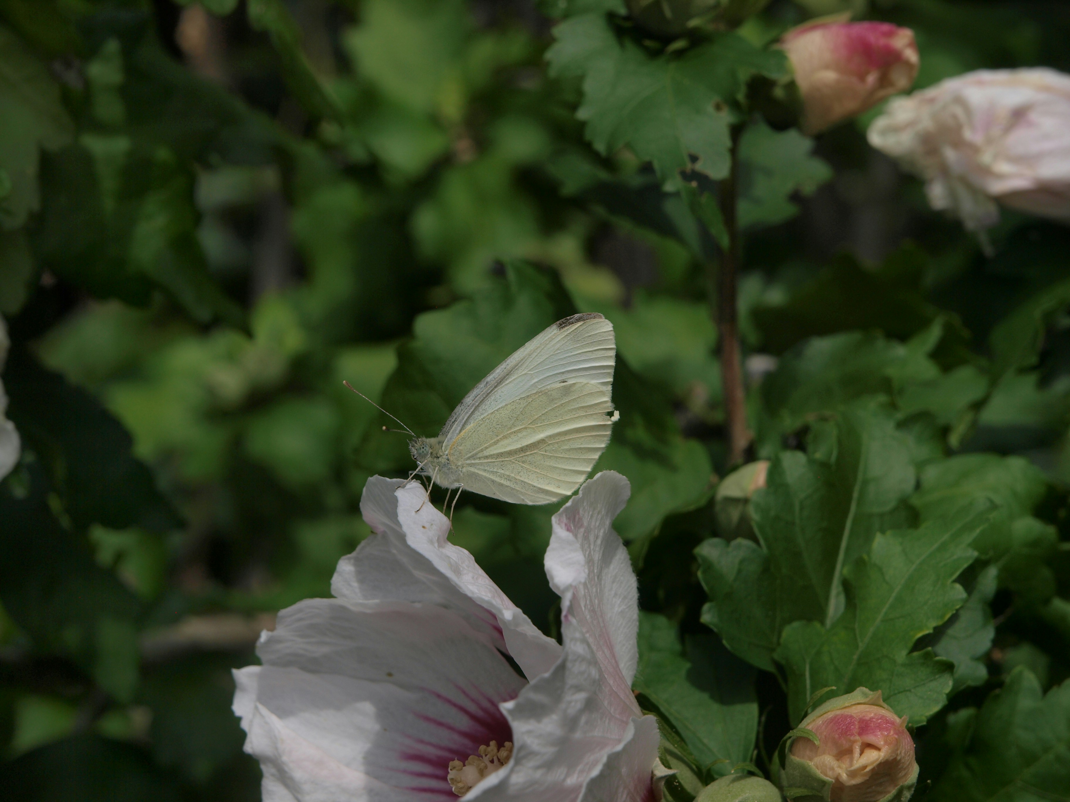 A white butterfly rests on a light pink flower.