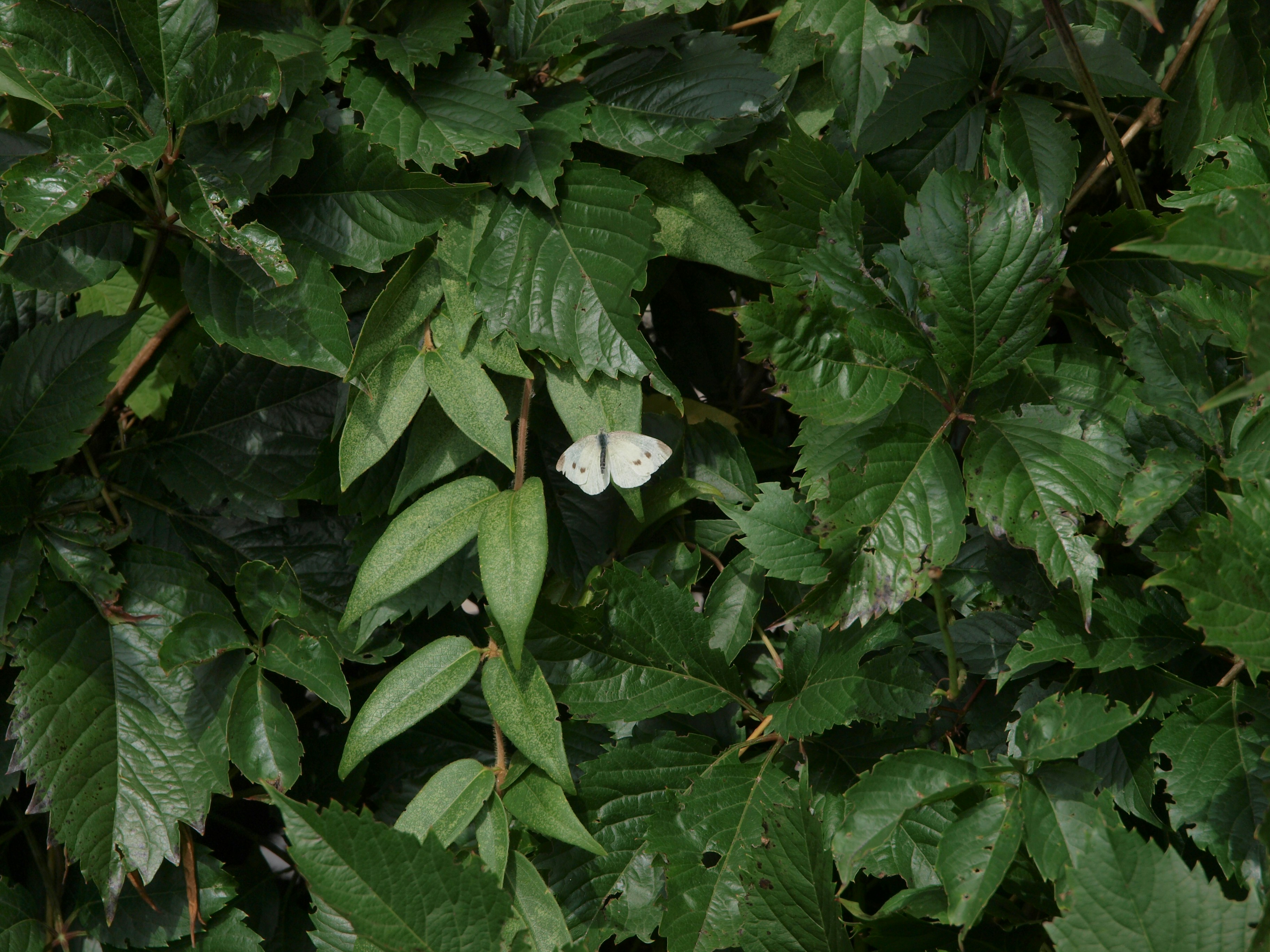White moth on glossy ivy amid emerald leaves