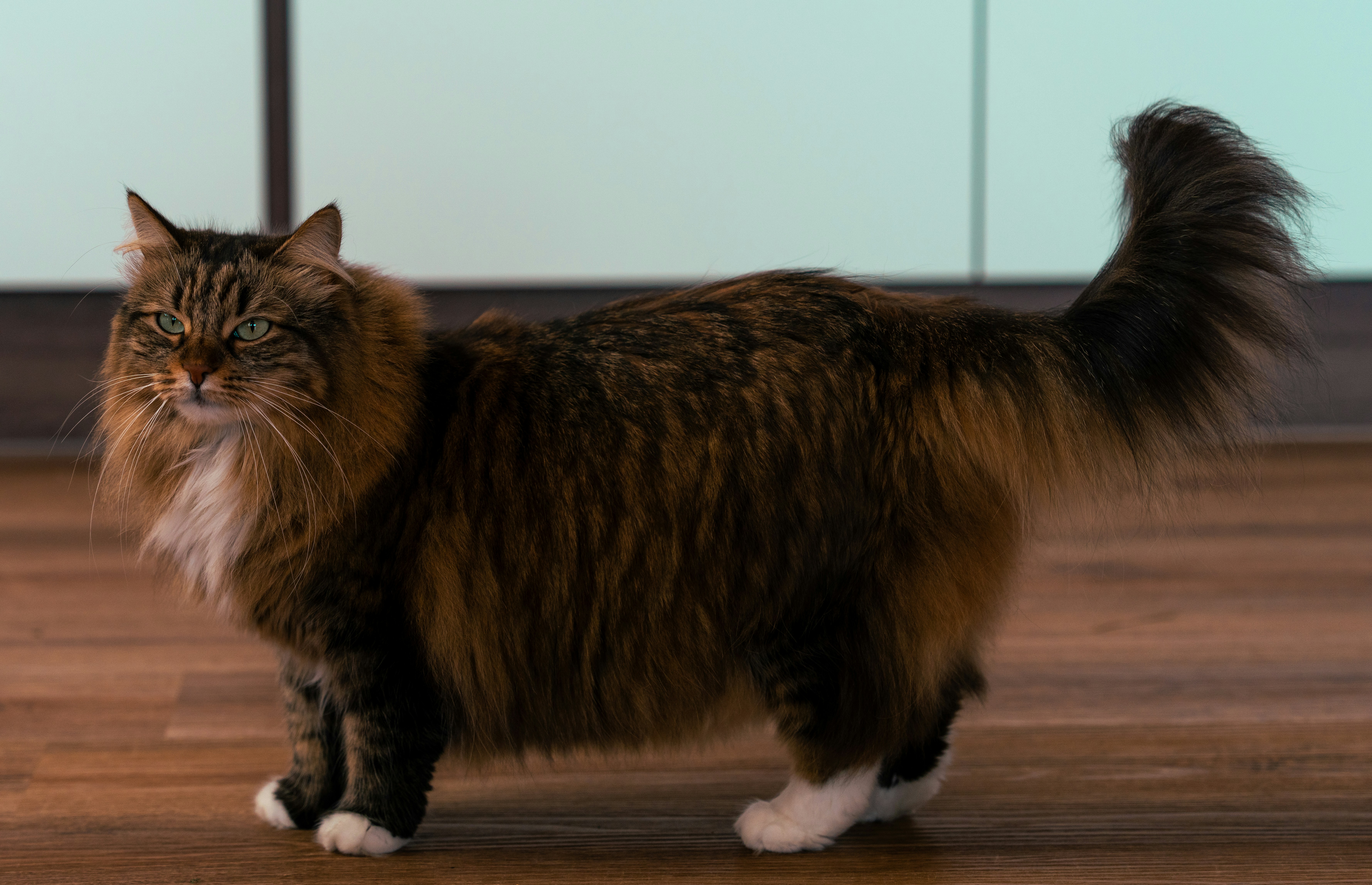 Feline Majesty in Modern Surroundings