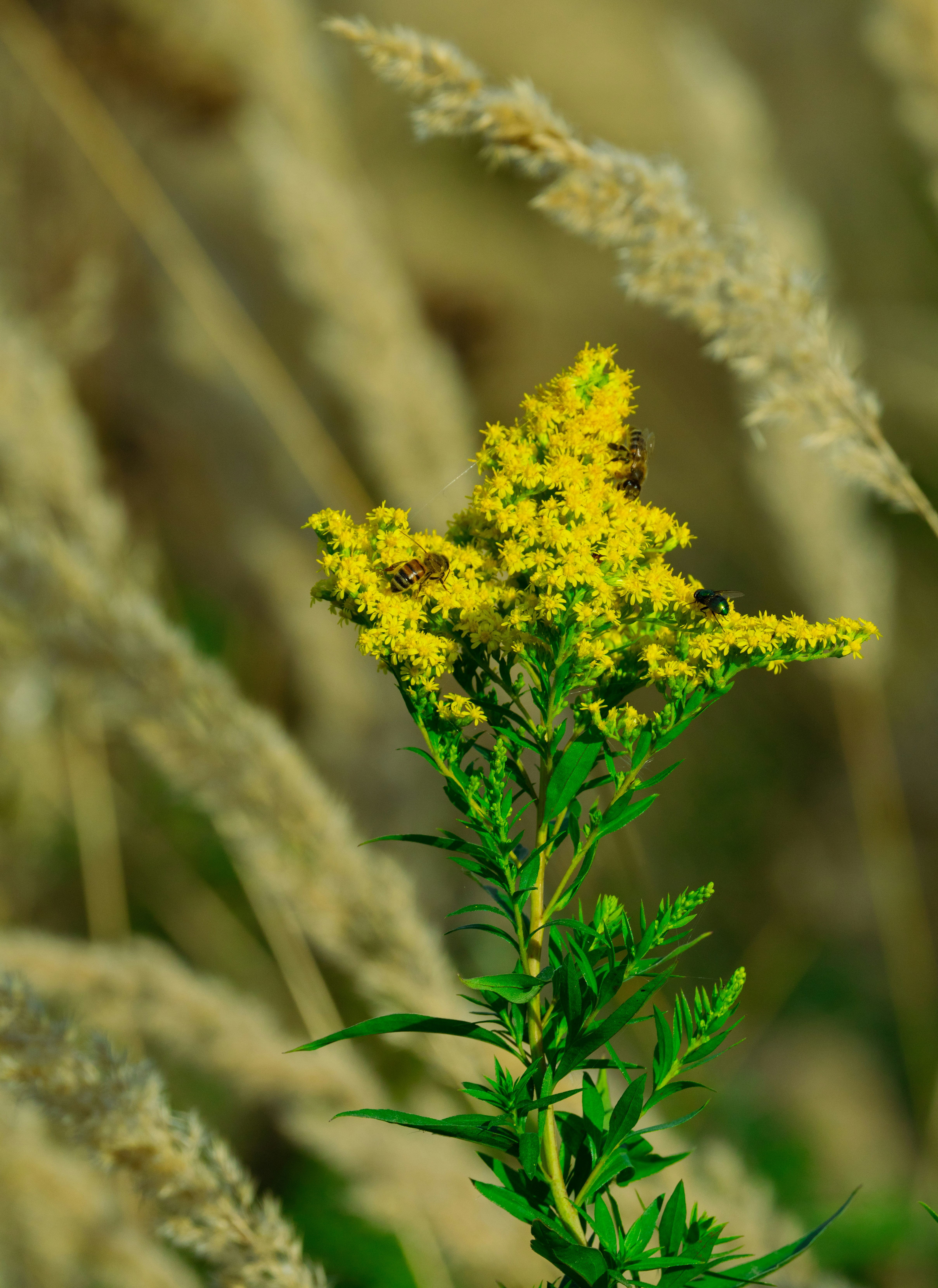 Golden Blossoms Amidst Whispering Grasses