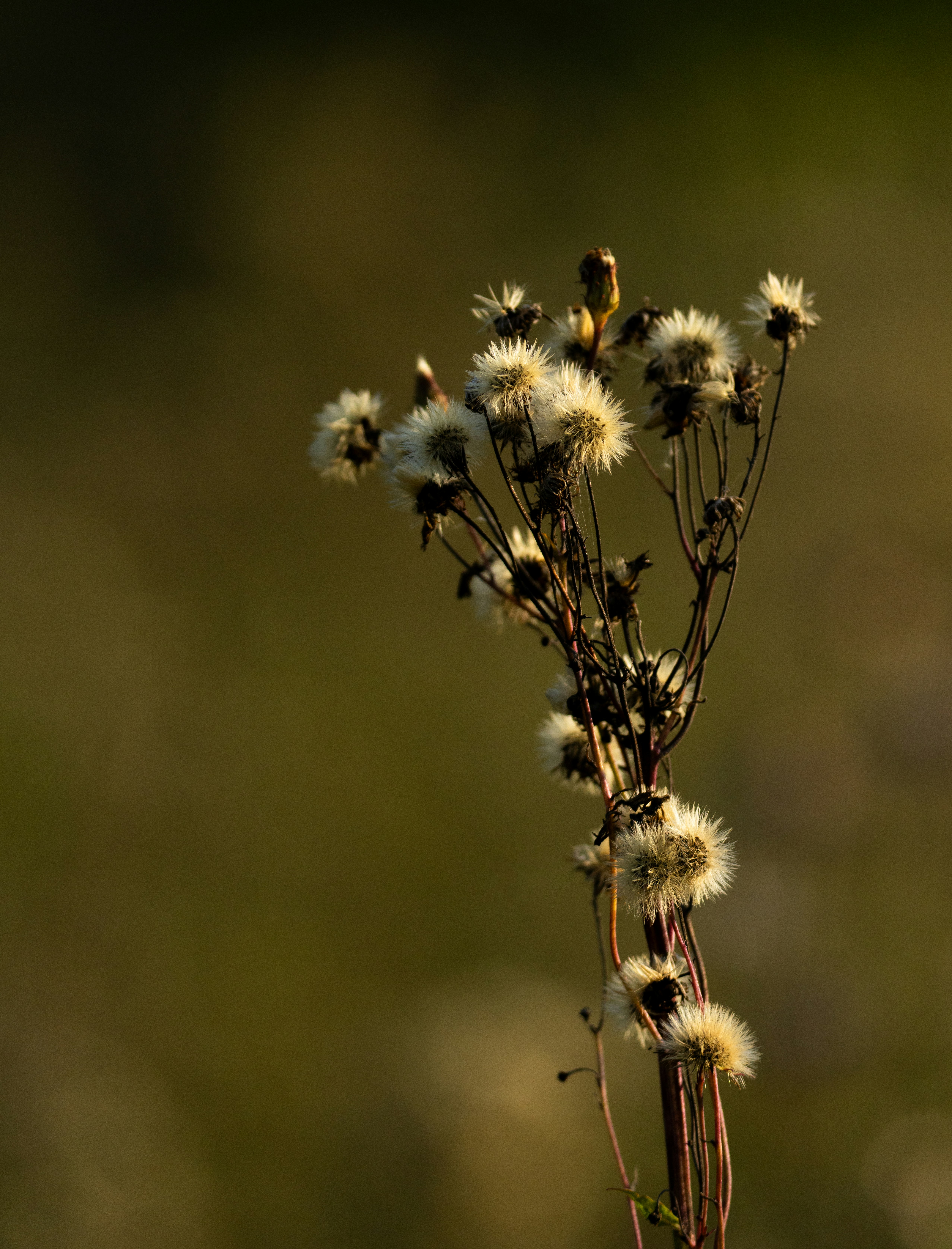 Whispers of Nature: A Delicate Bloom in the Golden Hour
