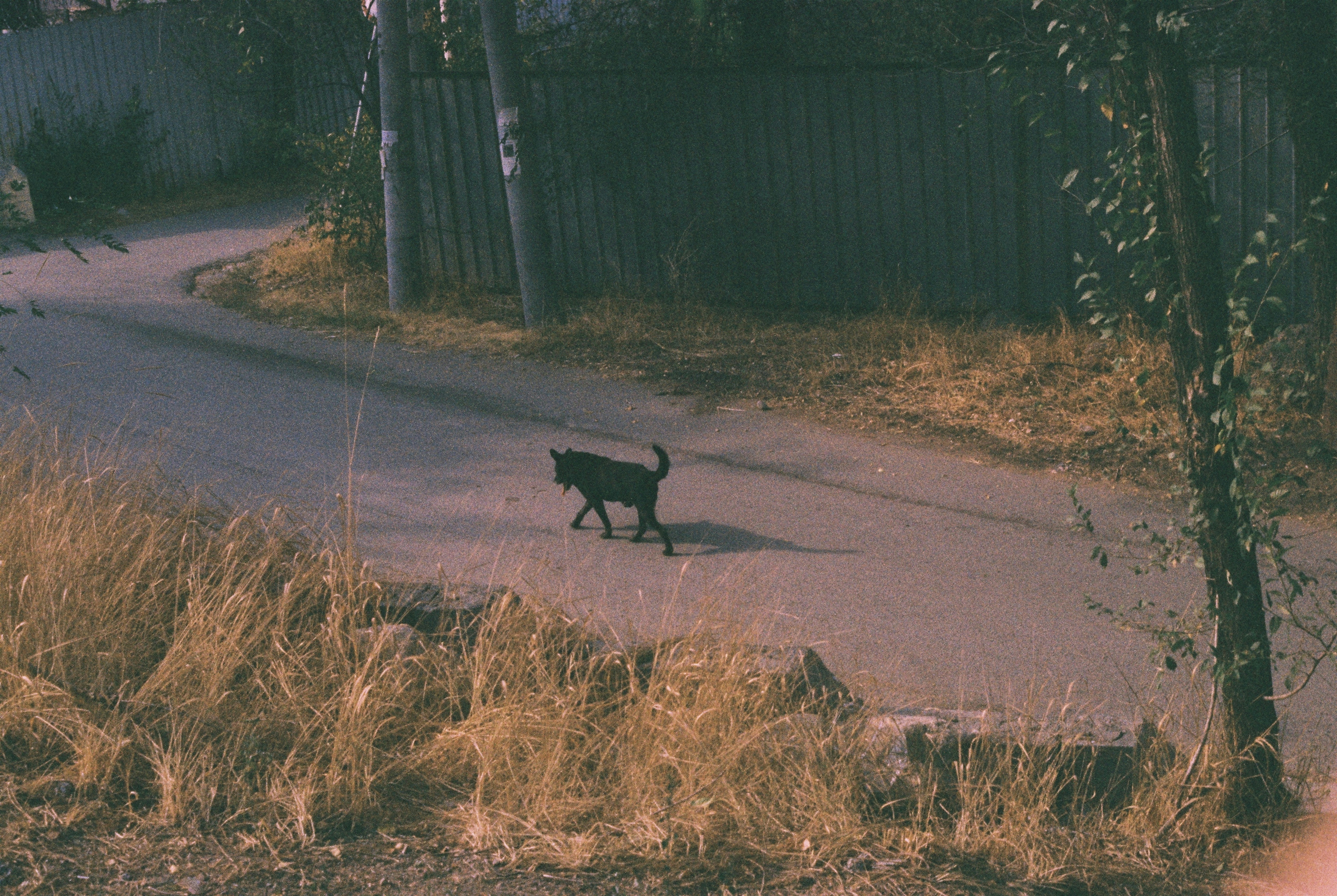 A black cat walks down a paved road.