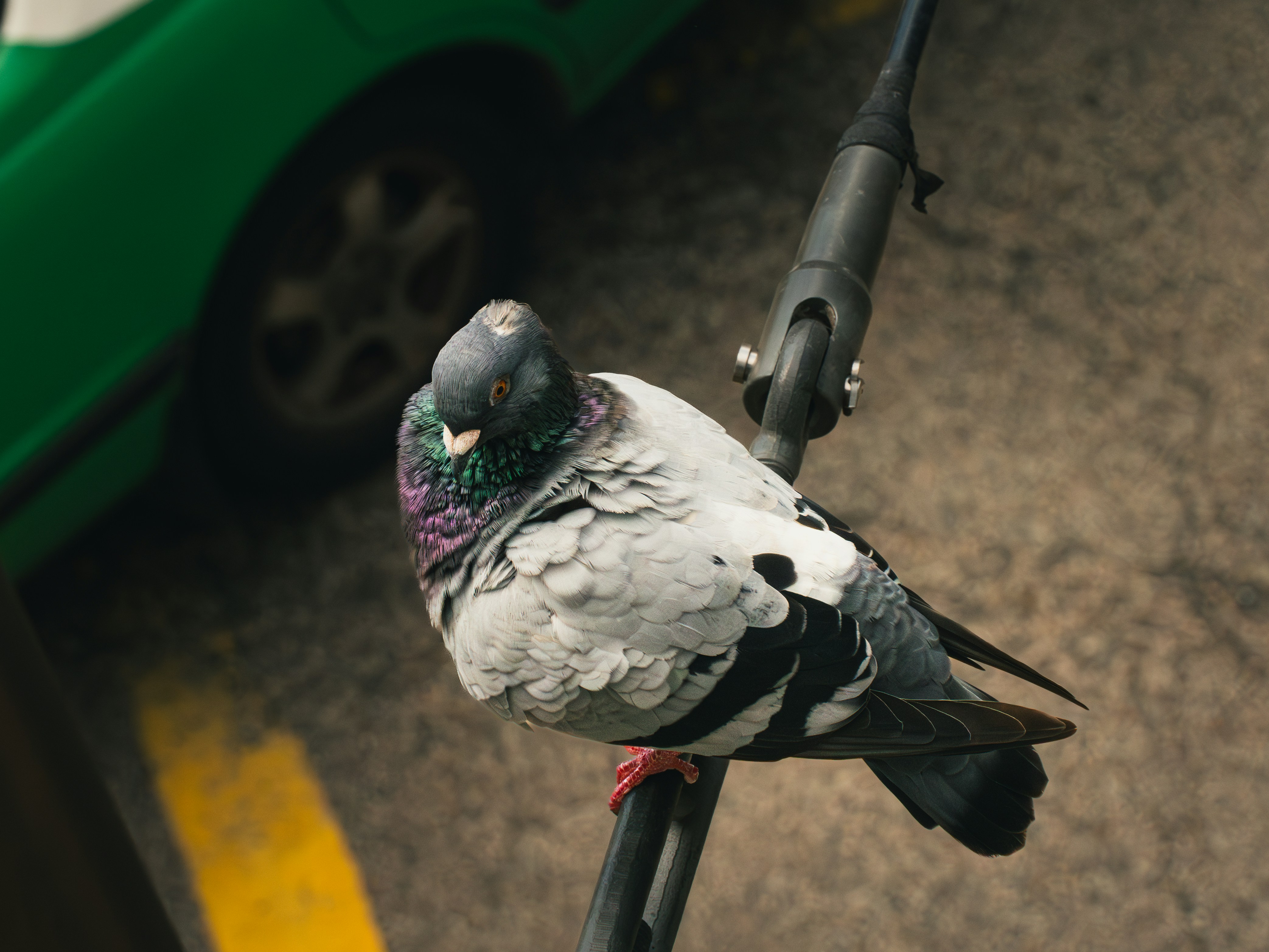 Iridescent Pigeon Perches on a Steel Bar Under Urban Light