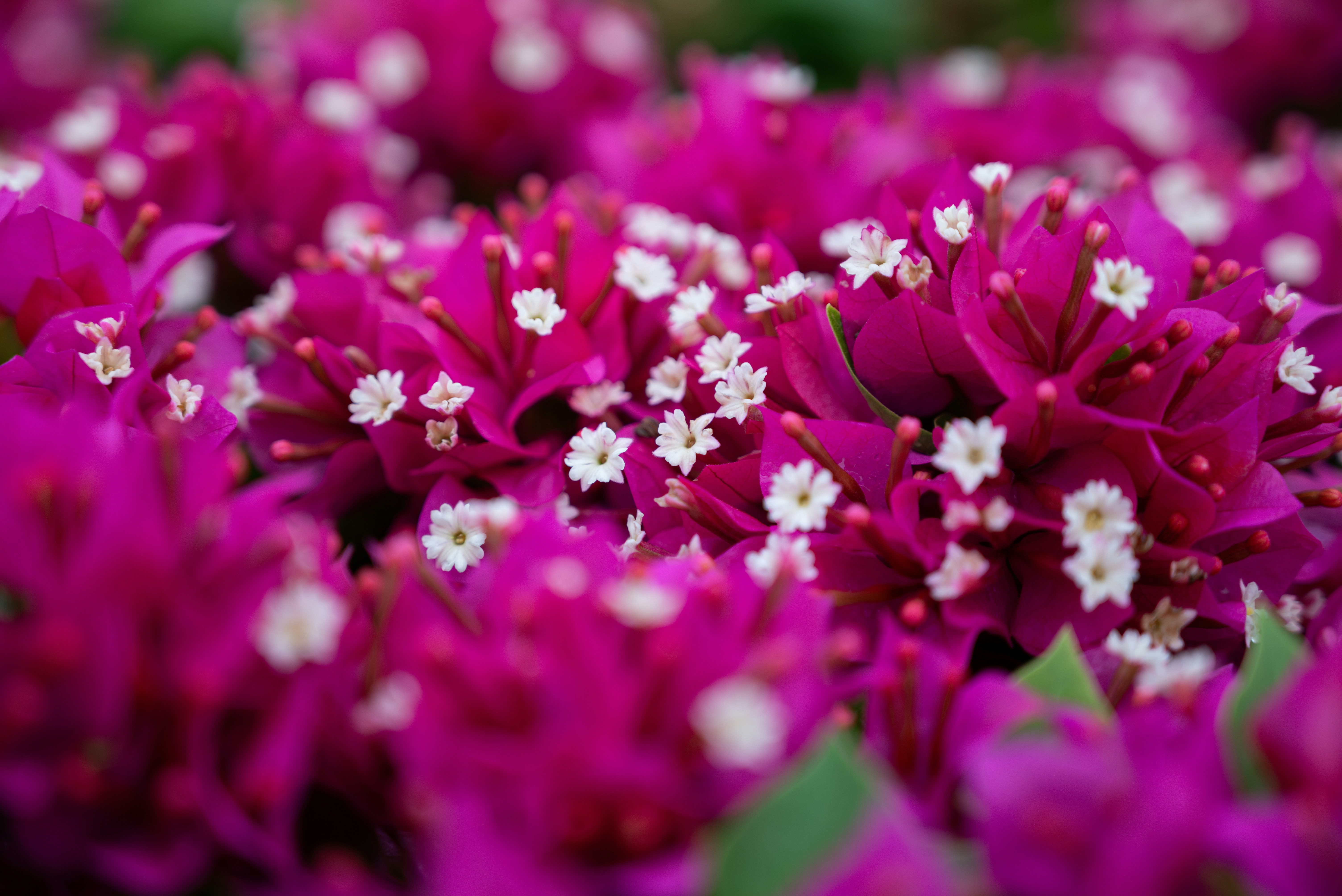 Blooming Harmony: A Floral Symphony