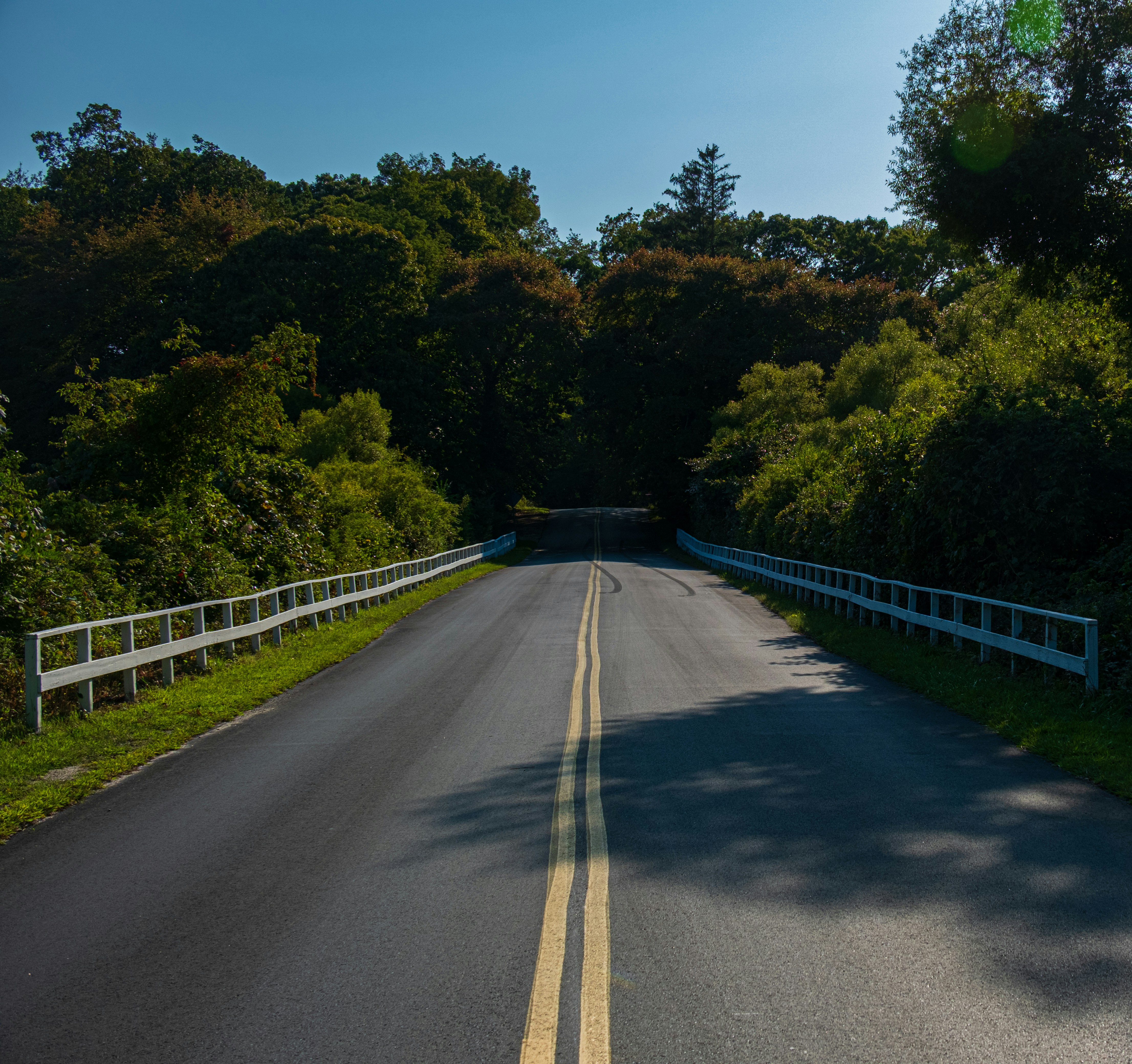 A serene road flanked by lush greenery leading into a canopy of trees. The sunlight filters through, inviting exploration.