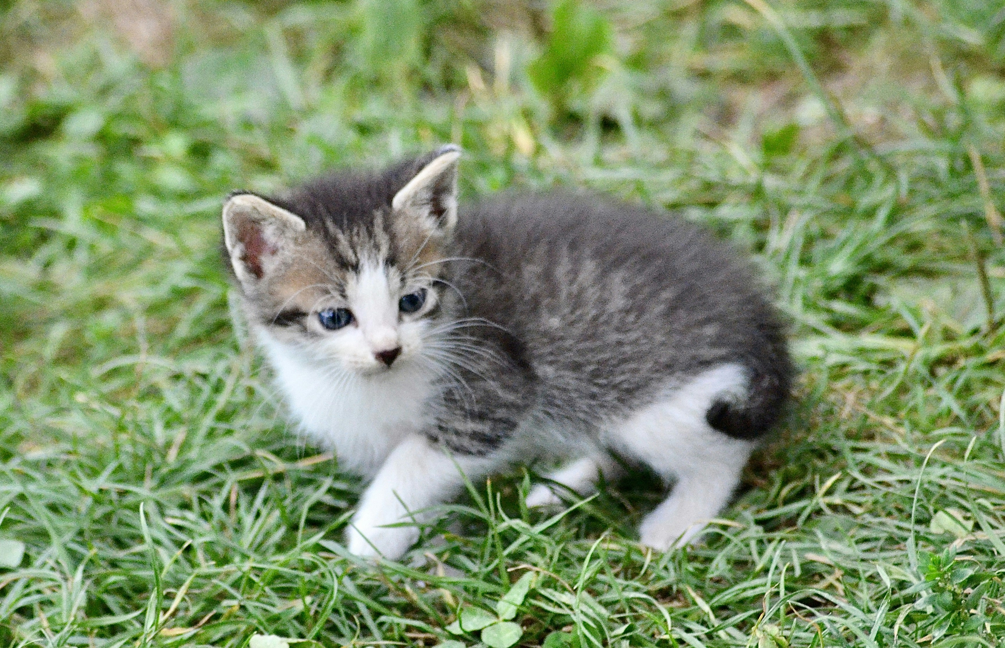 A playful gray and white kitten cautiously explores a grassy patch, its bright blue eyes full of curiosity. The scene captures the essence of youthful adventure.