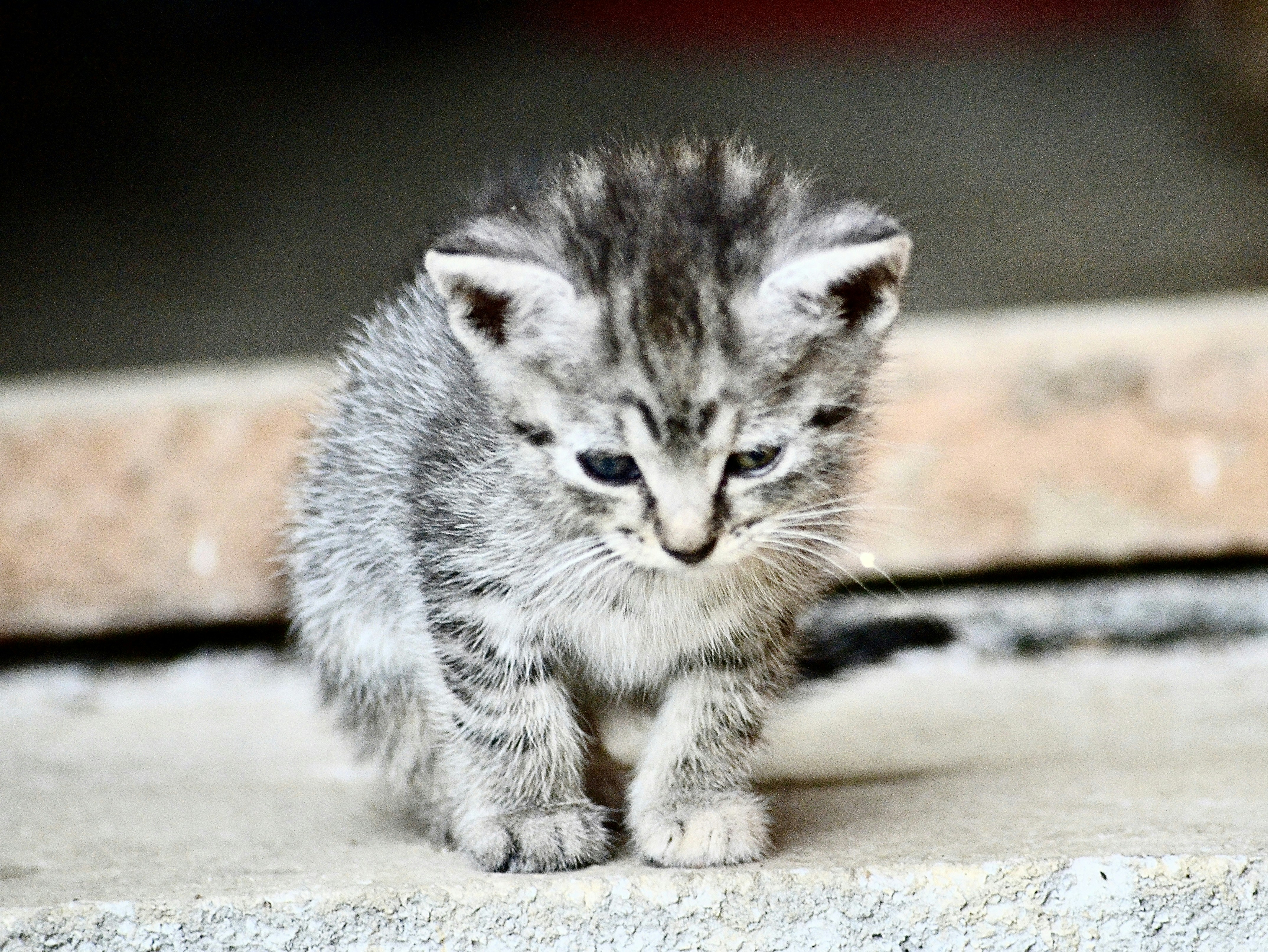 A curious gray kitten with striking blue eyes stands on a concrete surface, gazing downward. The soft fur and delicate features highlight its youth and innocence.