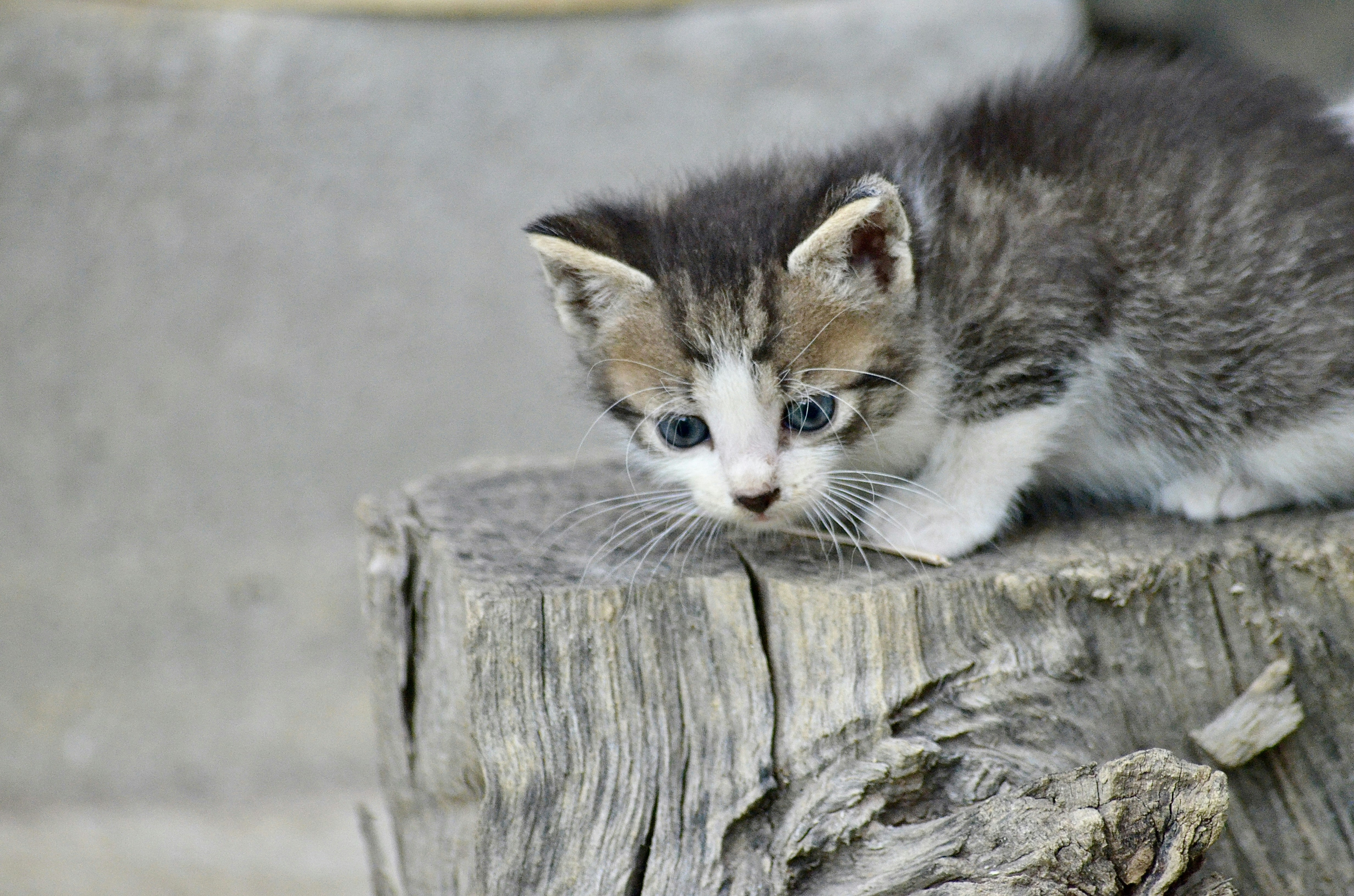 Tiny Explorer on a Weathered Log: a Kitten's Quiet Vigil