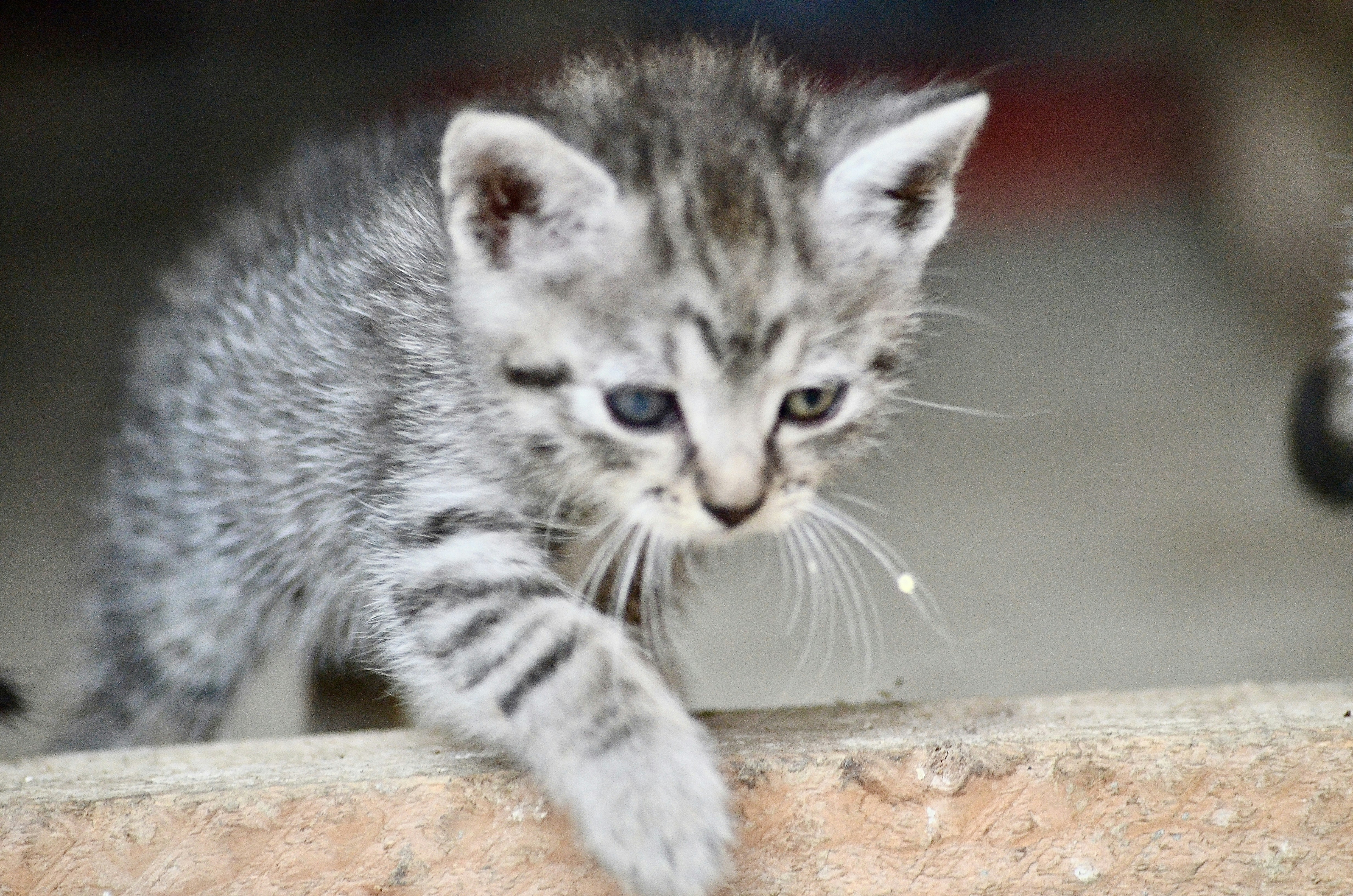 A small tabby kitten walks cautiously forward.