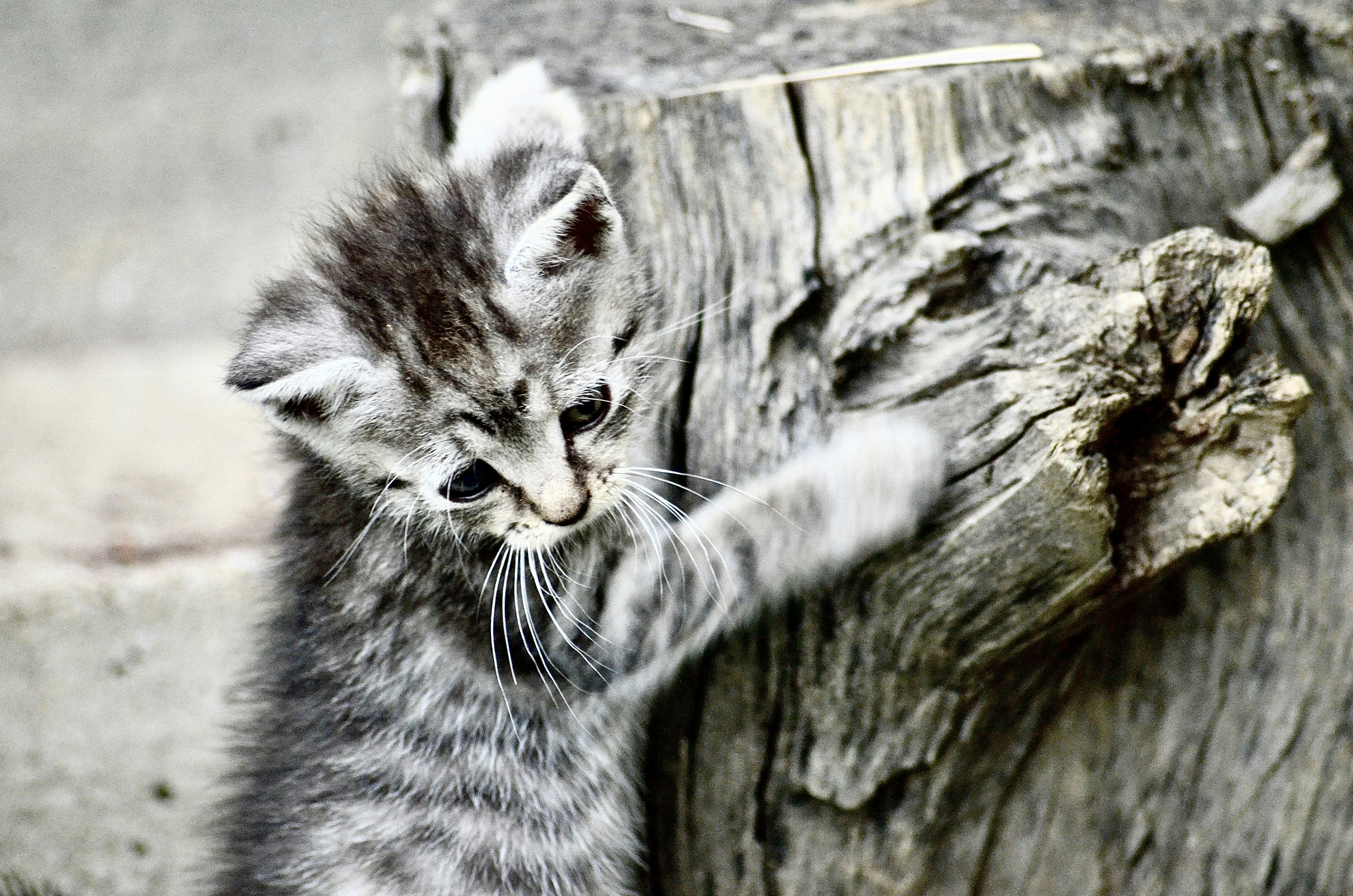 A playful kitten exploring a textured tree stump, showcasing its inquisitive nature and soft fur details.