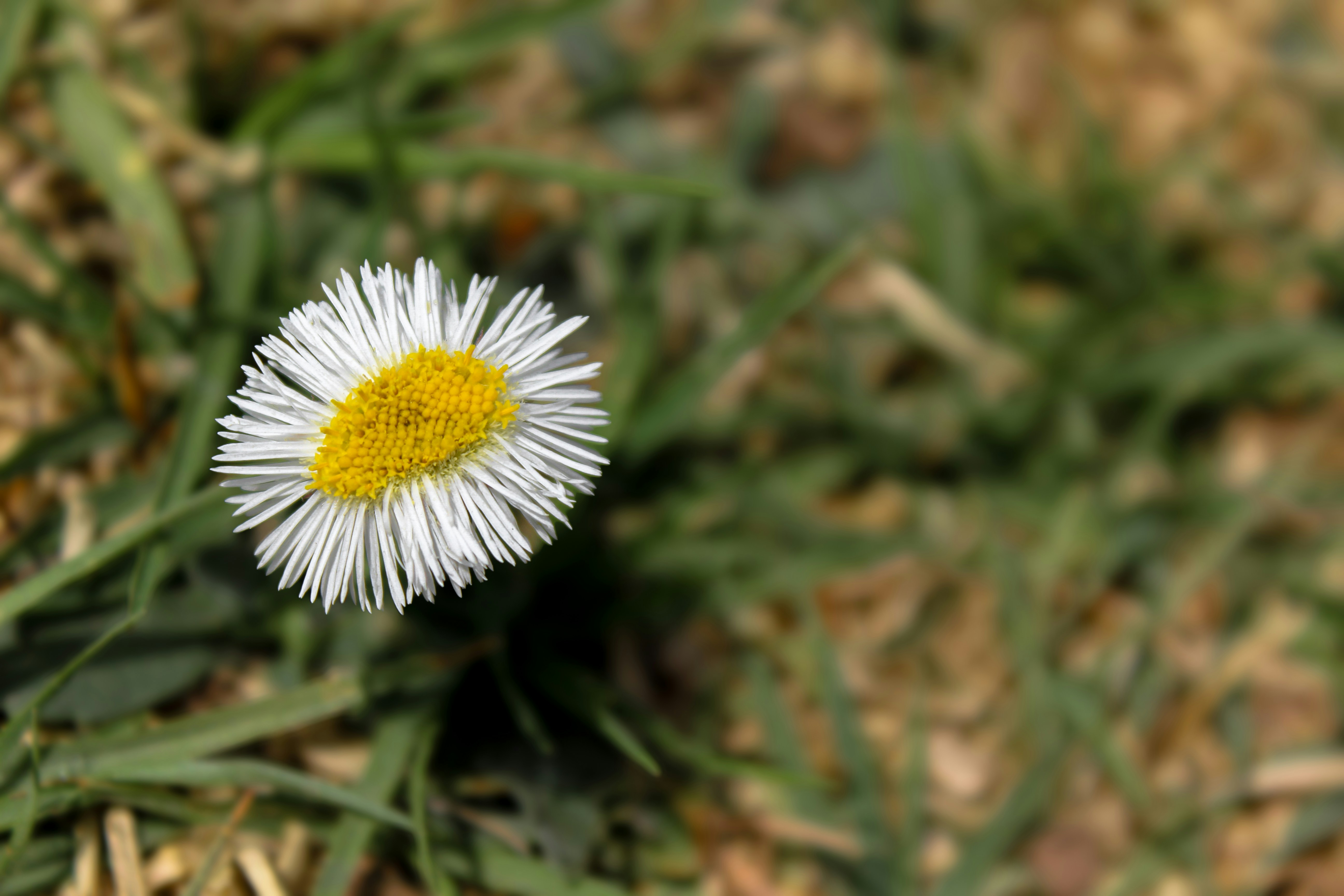 Whispers of Spring: A Daisy's Solitude