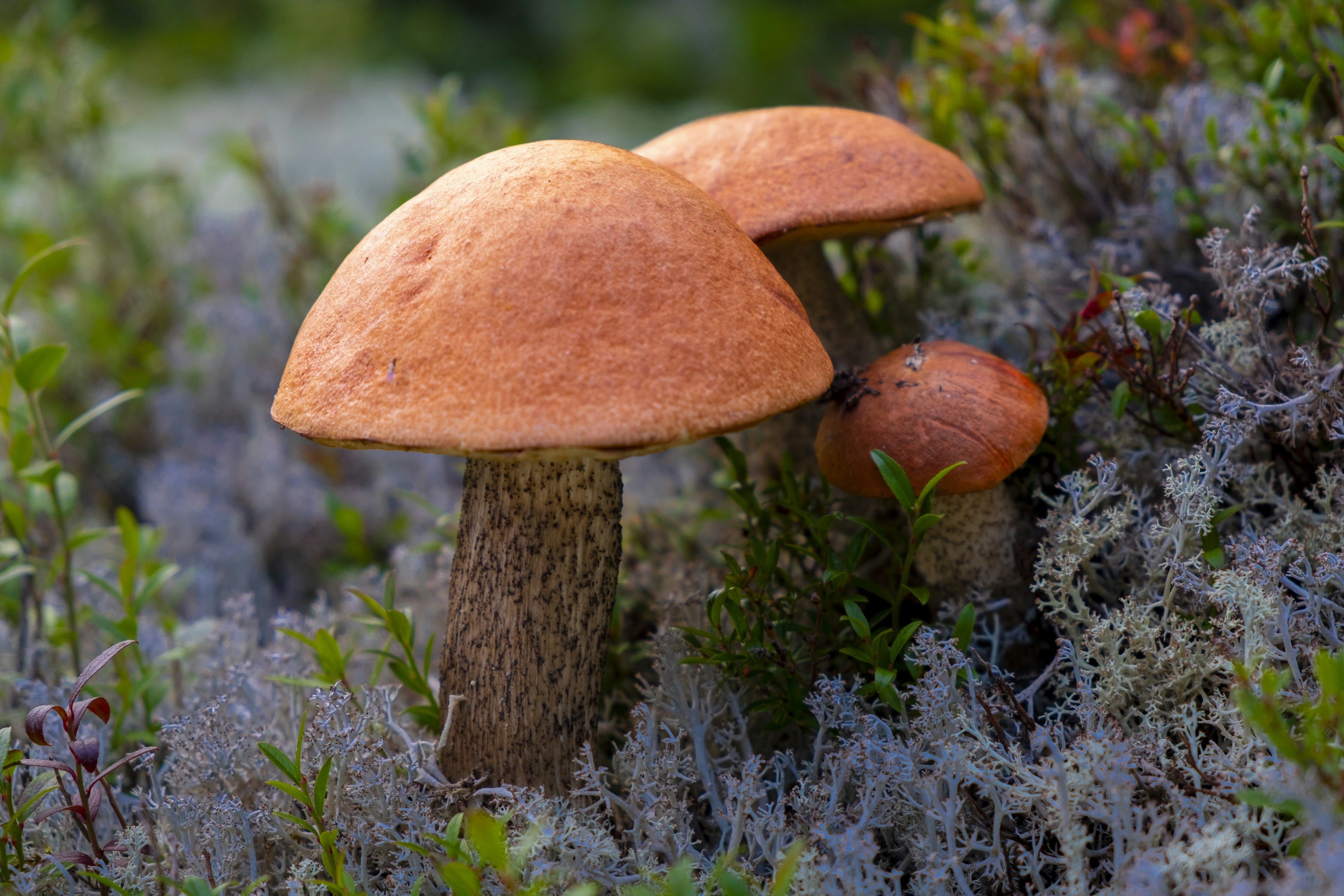 Whispers of the Forest Floor: A Mushroom Trio