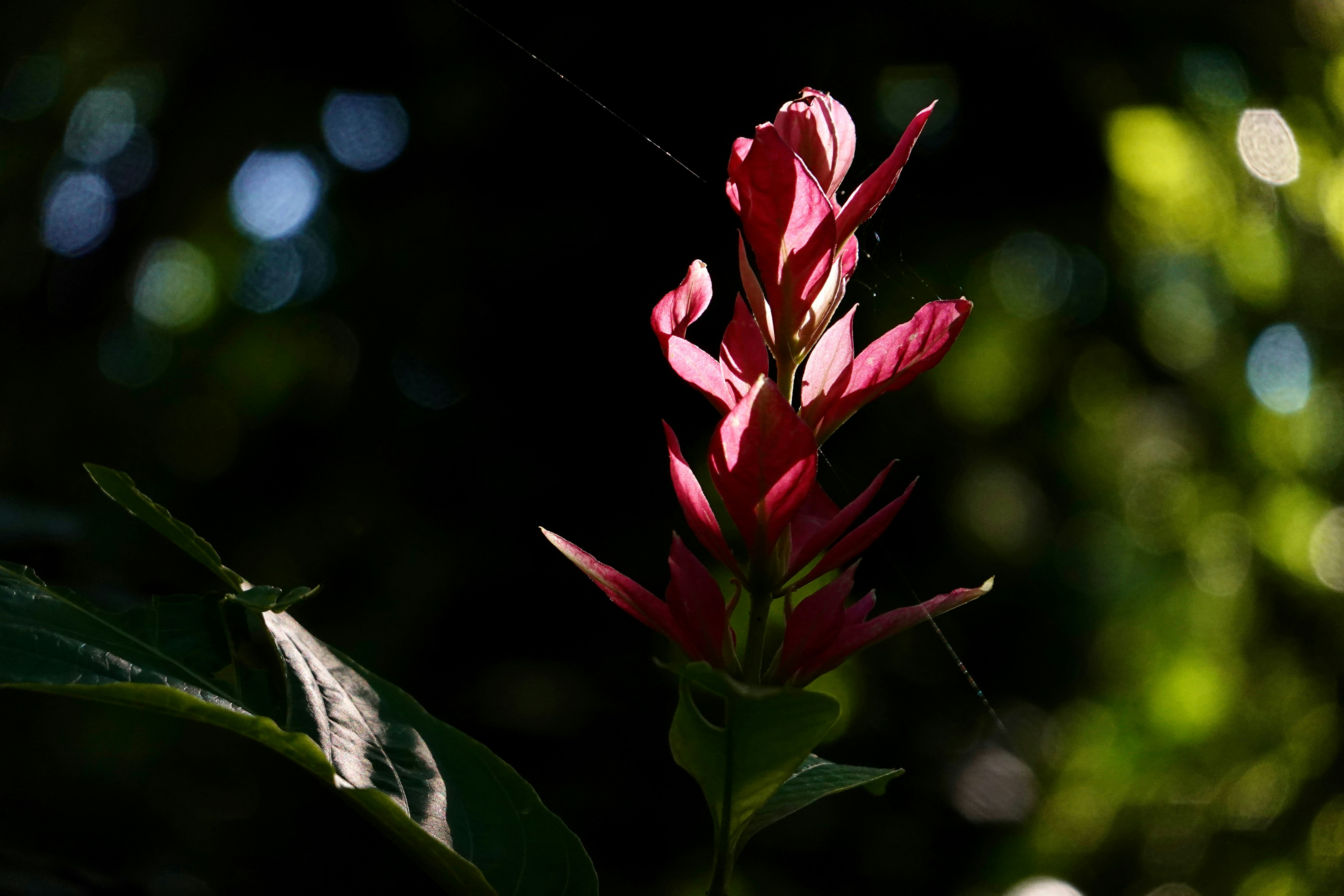Whispers of Nature: The Scarlet Bloom