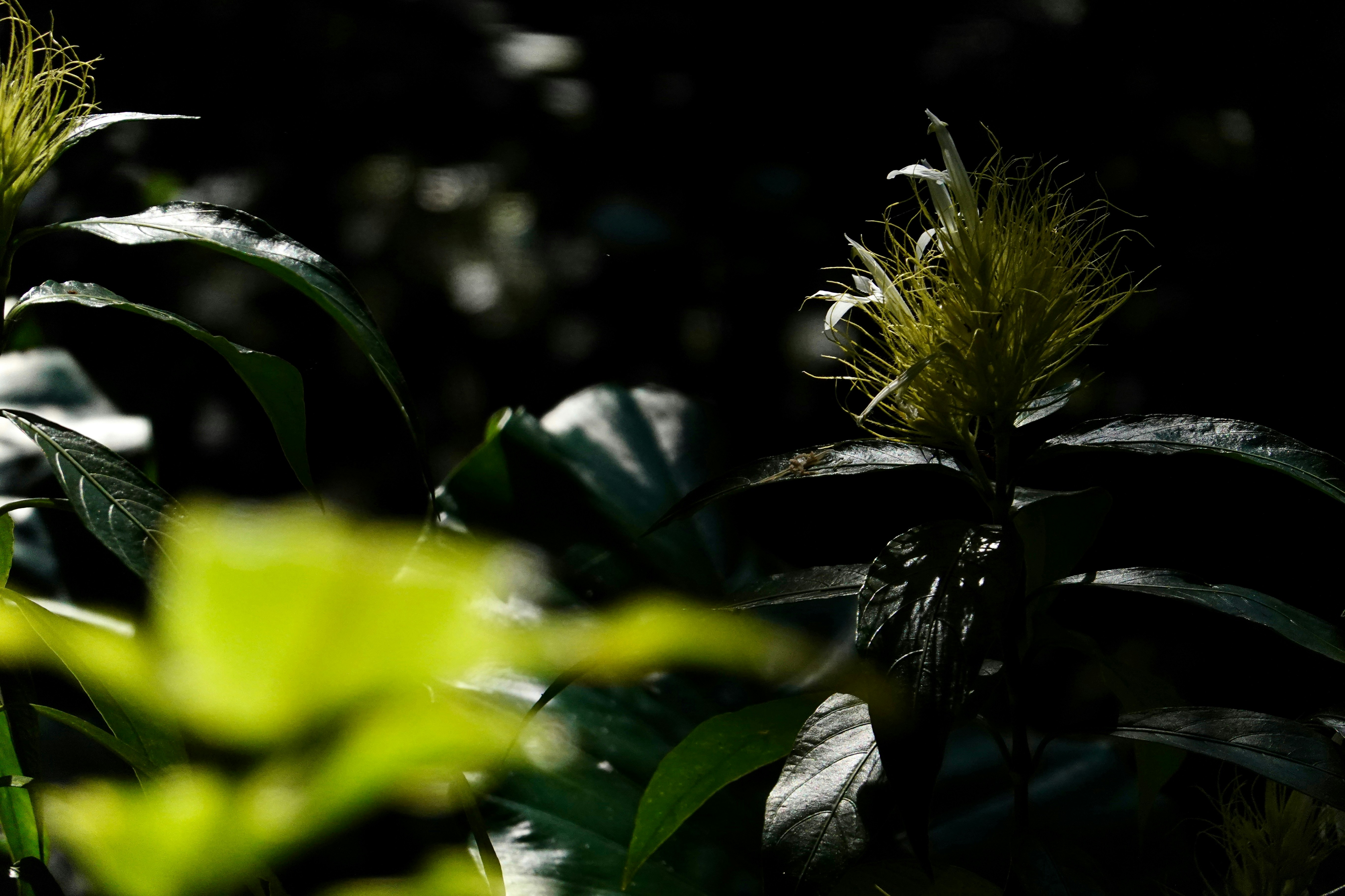 Whispers of Green in Shadowed Serenity