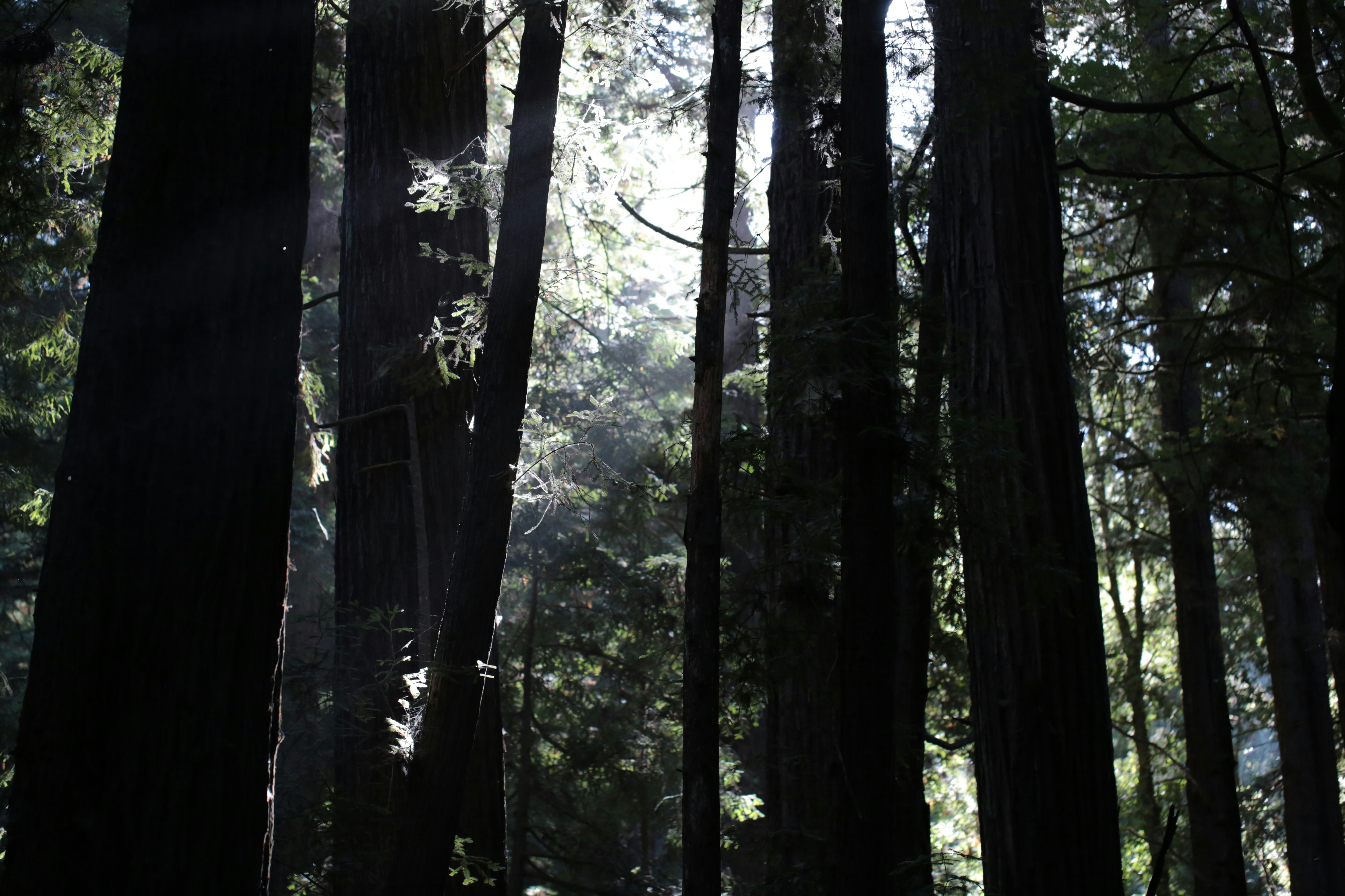 Sunlight filters through towering trees, illuminating the misty air in a serene forest scene.