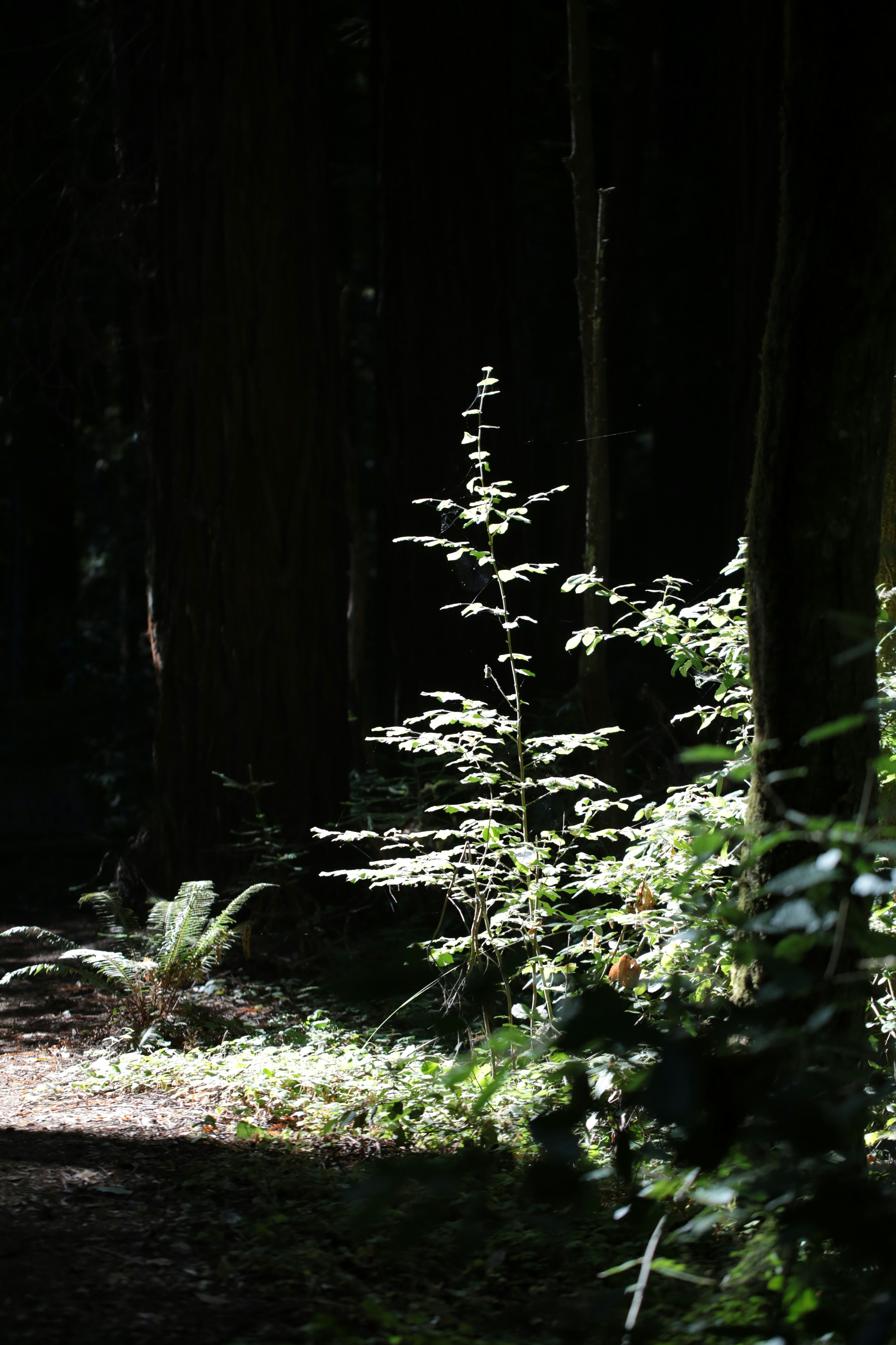 Emergence of Light in the Canopy's Embrace