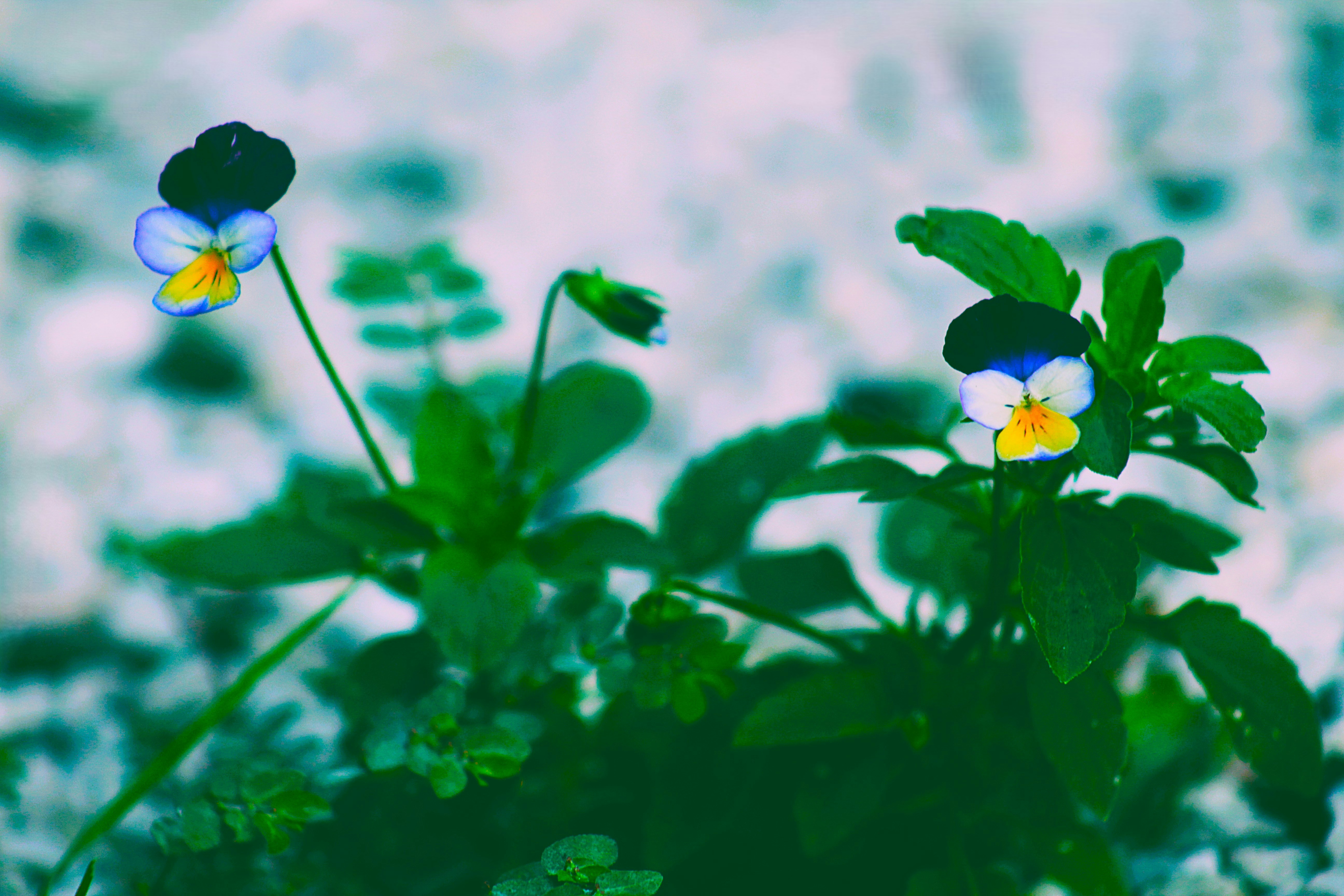 Teal-Tinted Pansies: A Quiet Portrait of Blue, Yellow, and Green