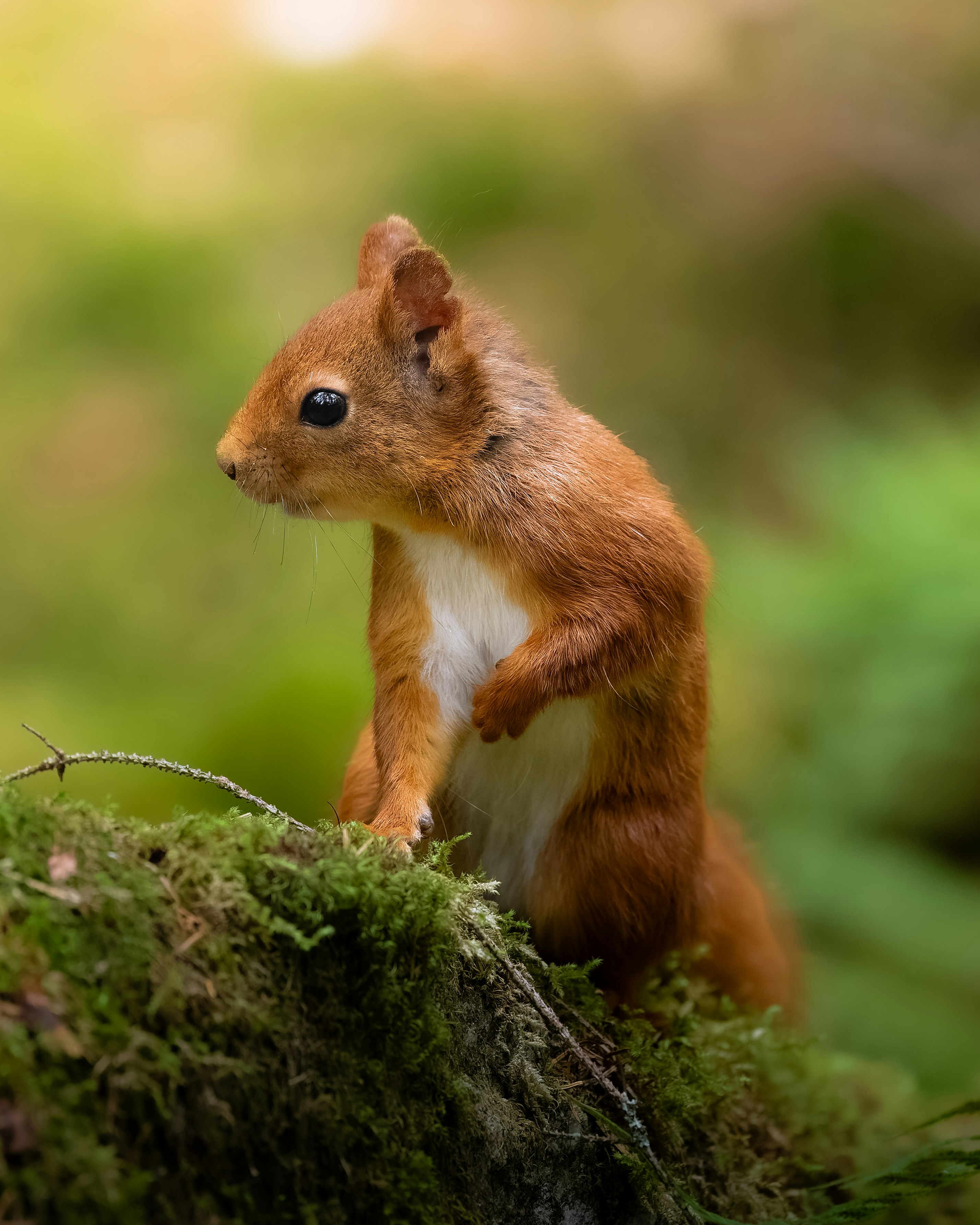 A red squirrel sits on mossy ground in a forest.