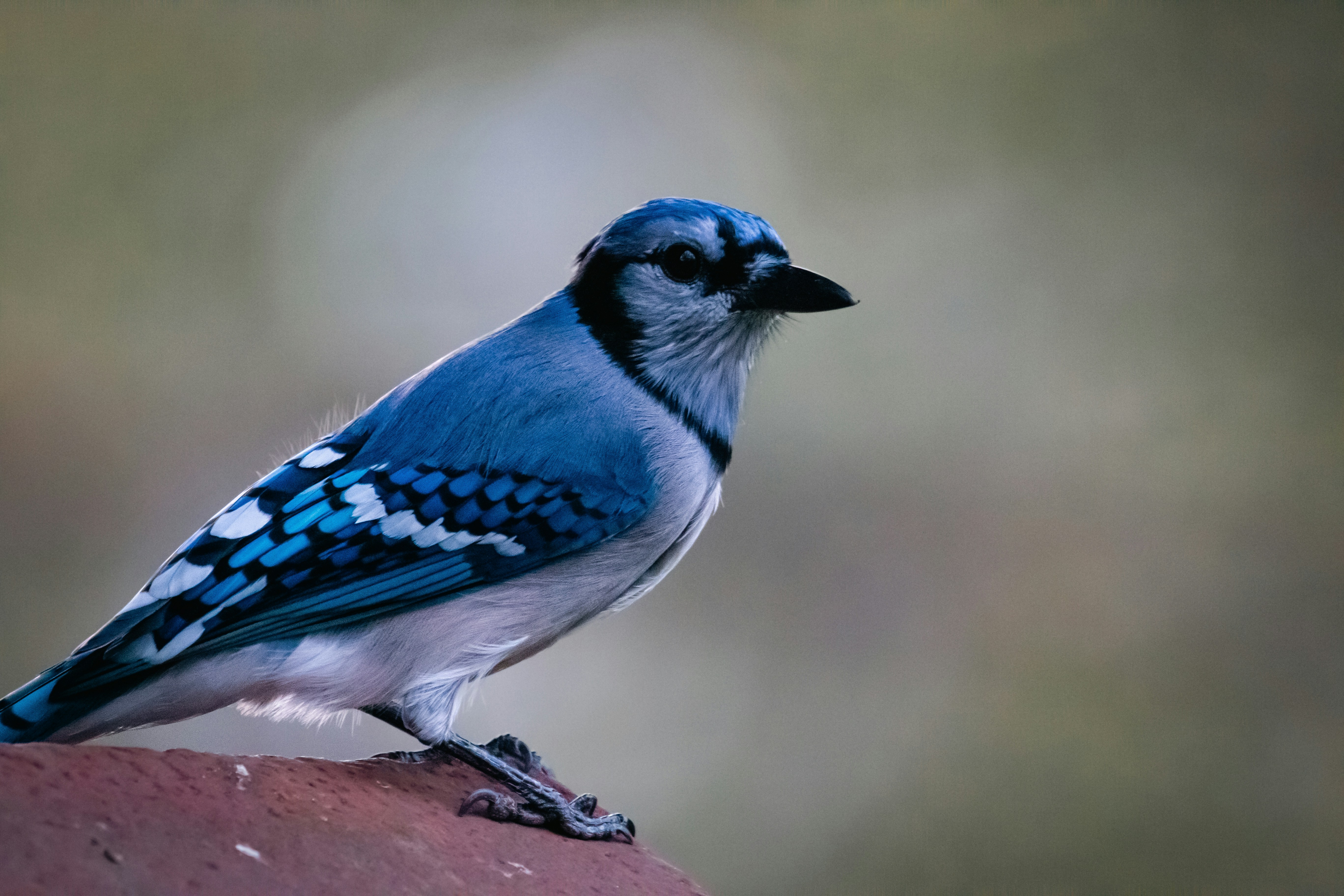 Blue jay | A blue jay perched on a weathered surface.