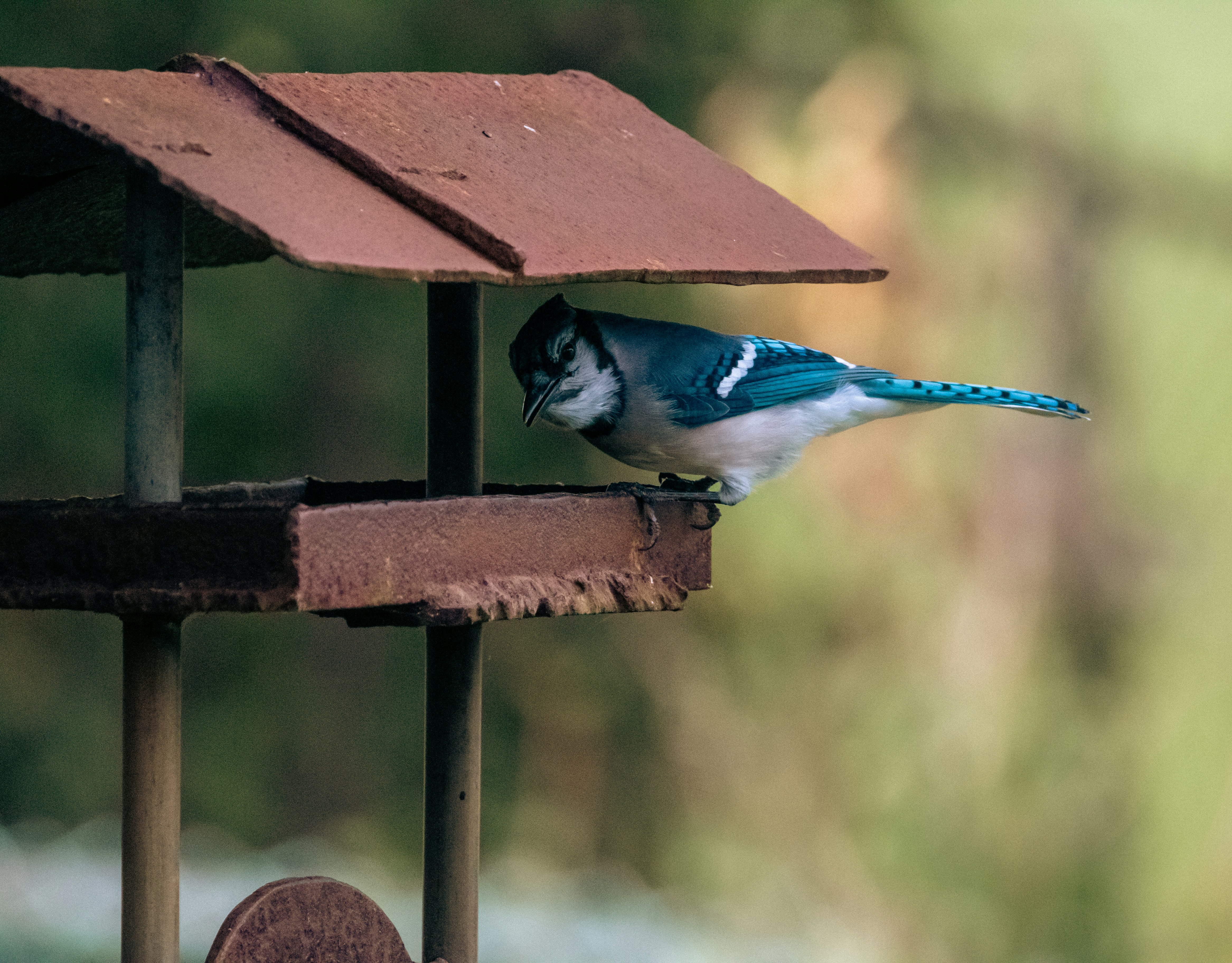 Blue jay | A blue jay perches on a rusty bird feeder.