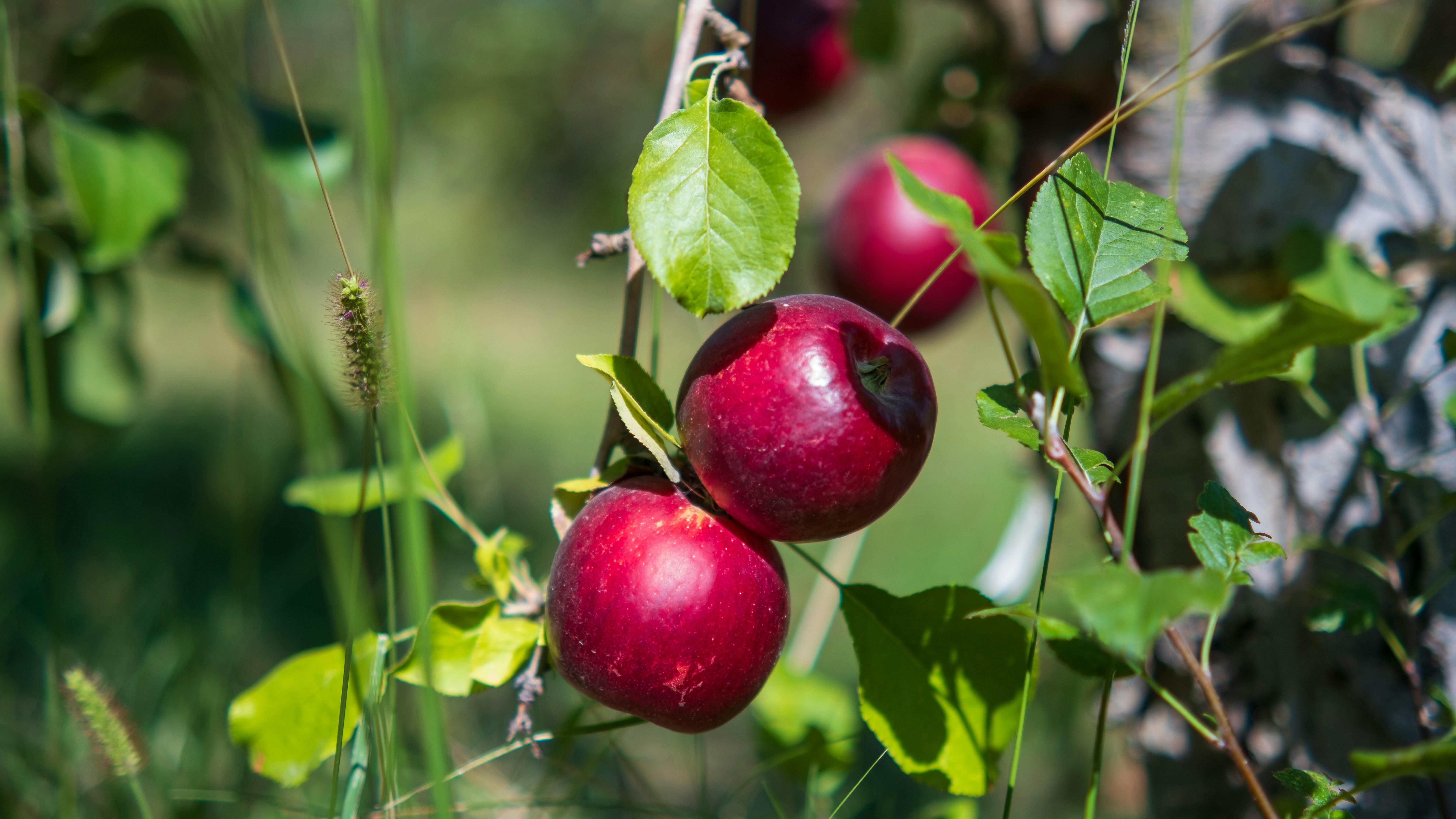 Picking apples in California's central valley | Ripe red plums hanging from a tree branch.