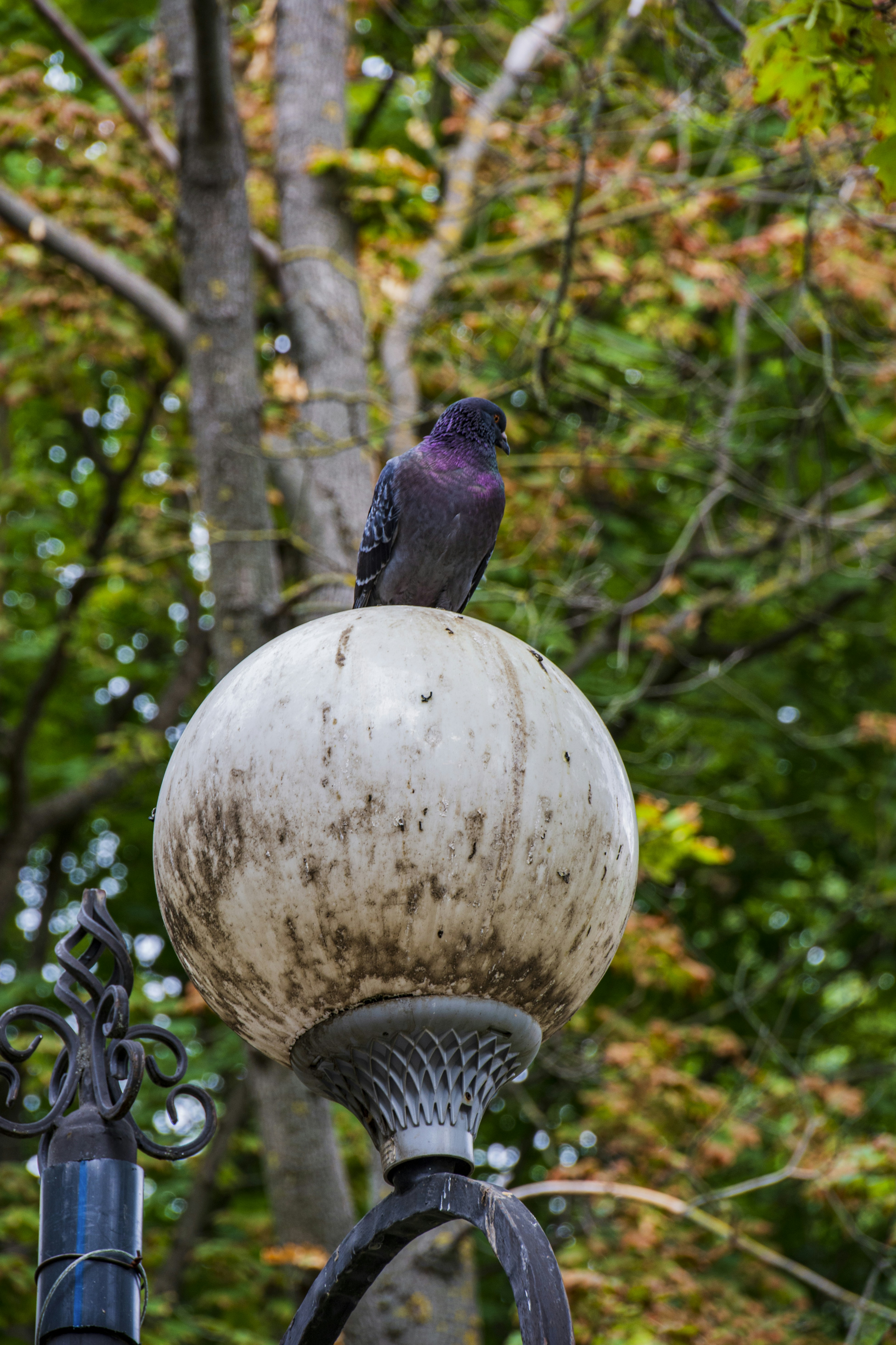 Urban Sentinel: A Pigeon’s Perch
