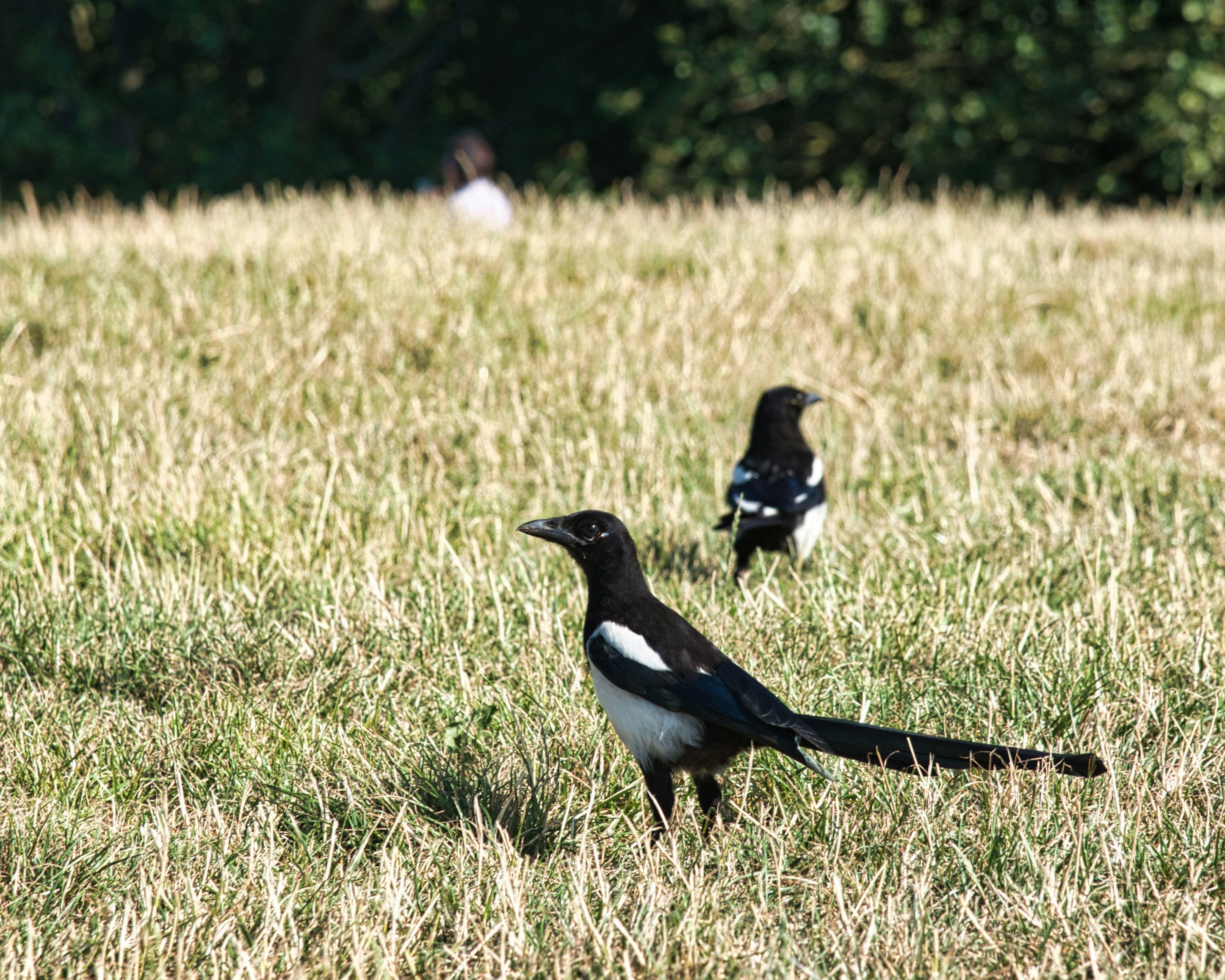 A Dance of Magpies in Sunlit Meadow
