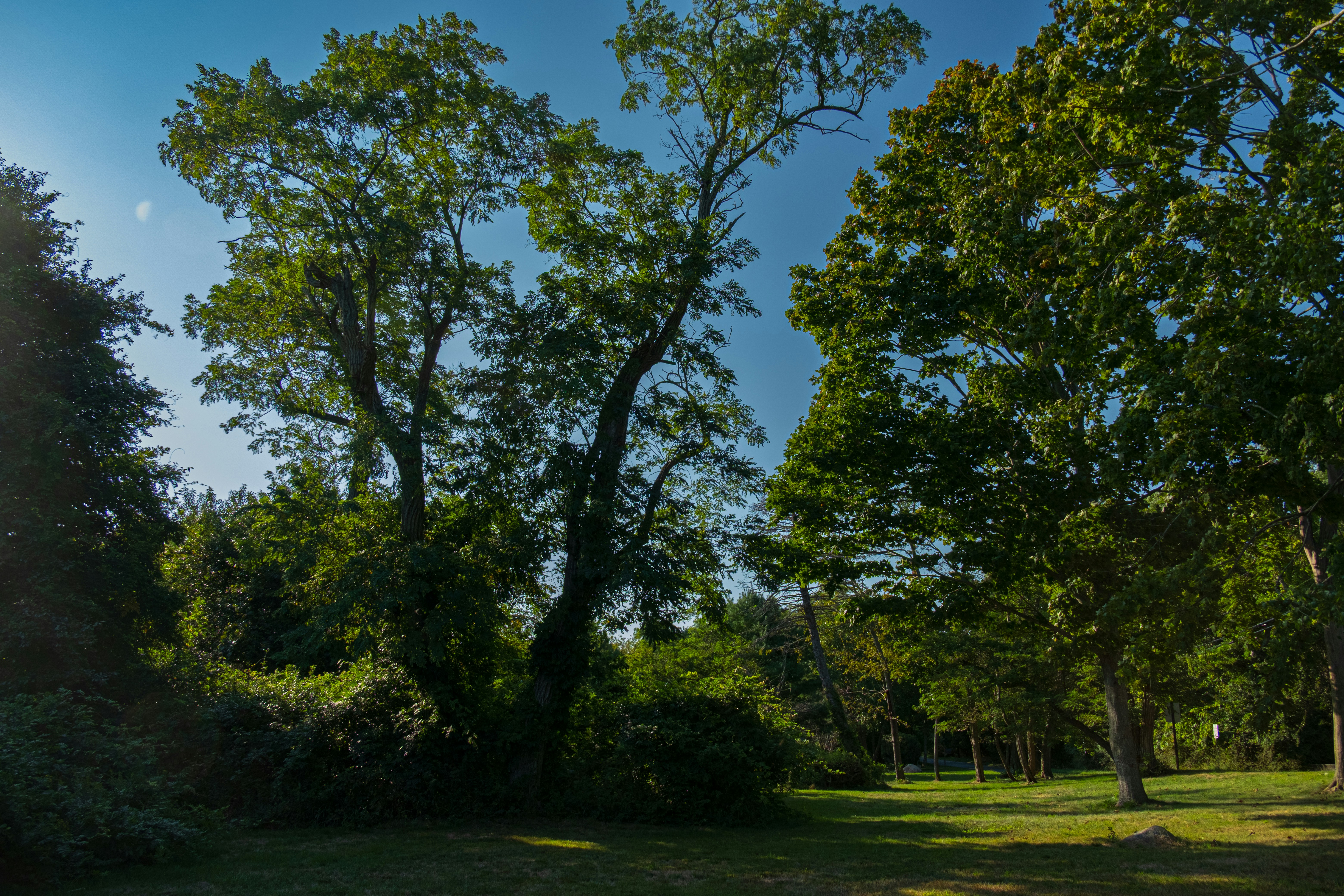 Whispers of the Green Canopy