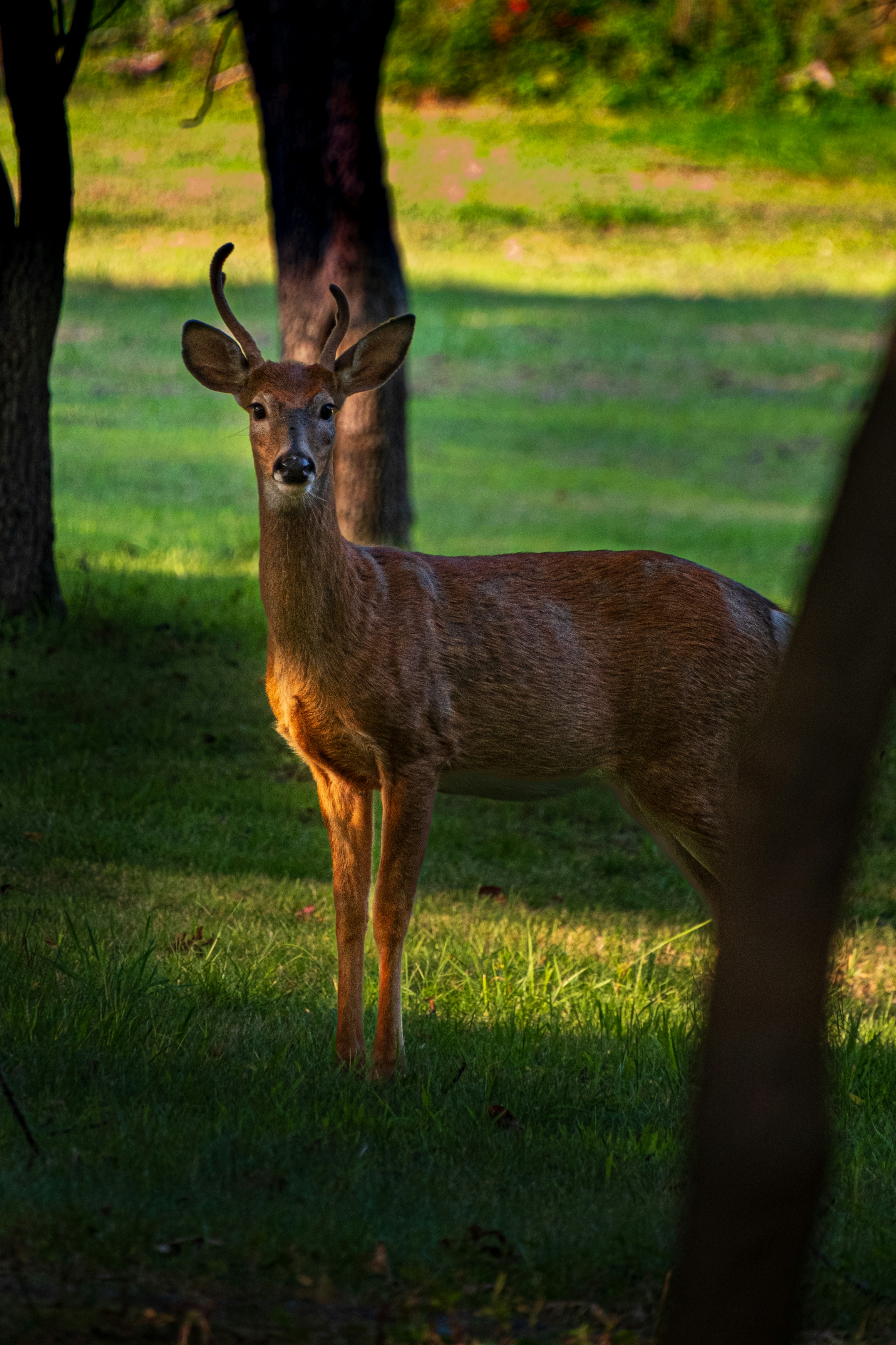 A young deer stands alert in a sunlit clearing, surrounded by trees and lush grass. The soft afternoon light highlights its features beautifully.