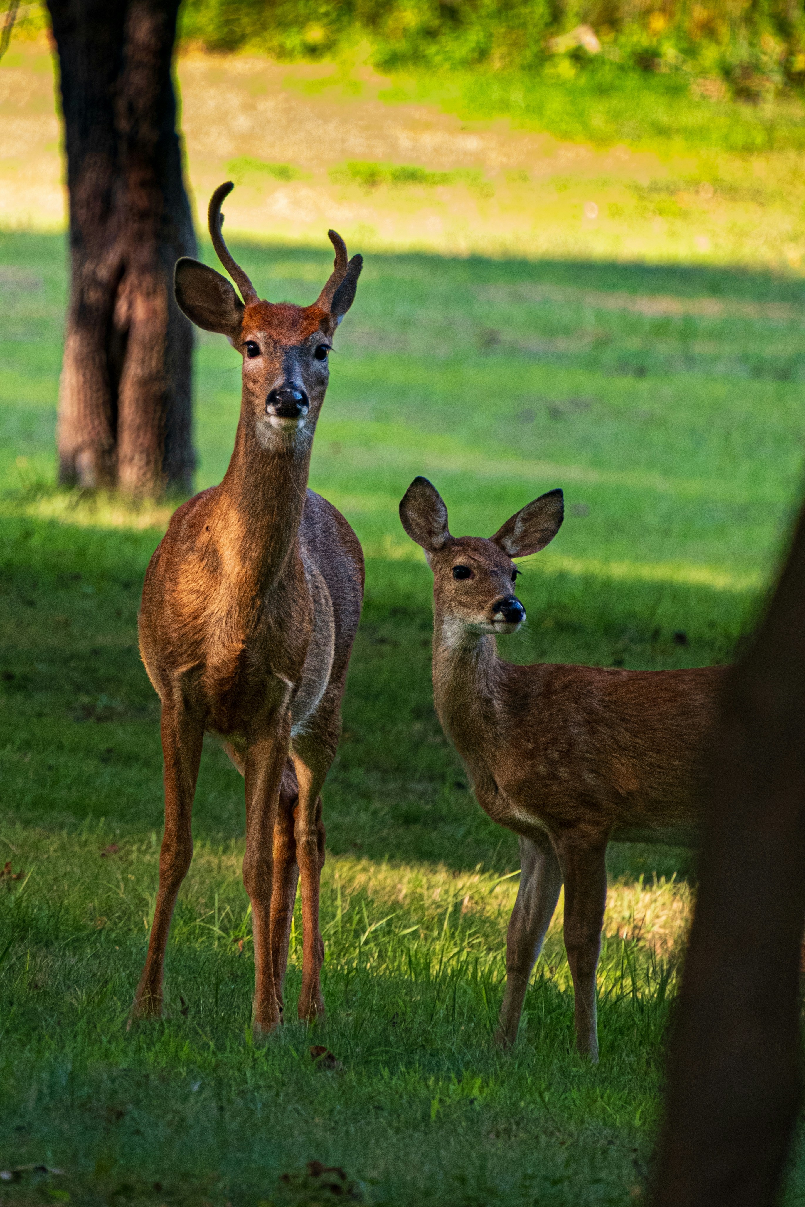 Whispers of the Woodland: A Deer Encounter