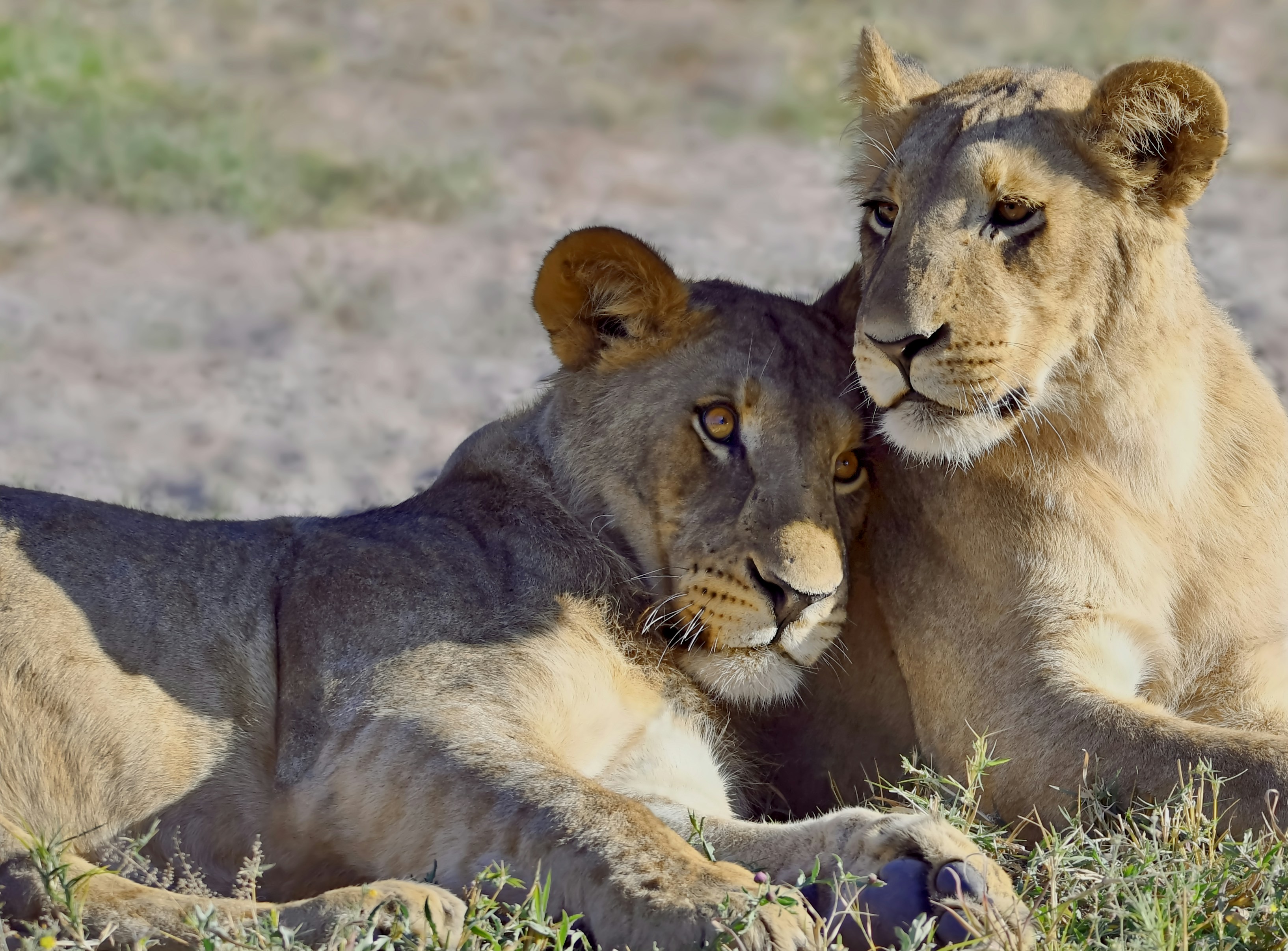 A Moment of Affection in the Wild