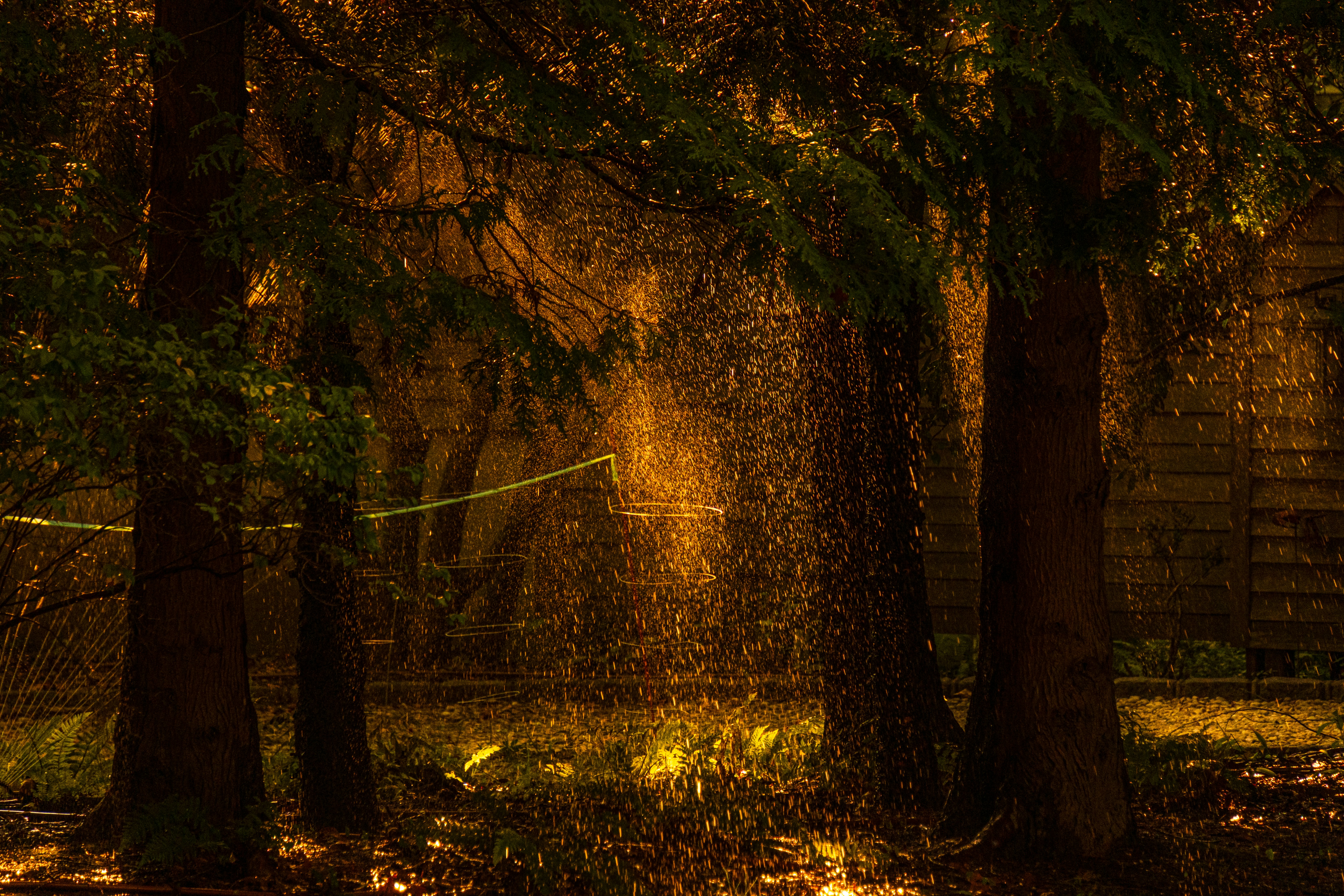 Golden light shines through trees in a forest.