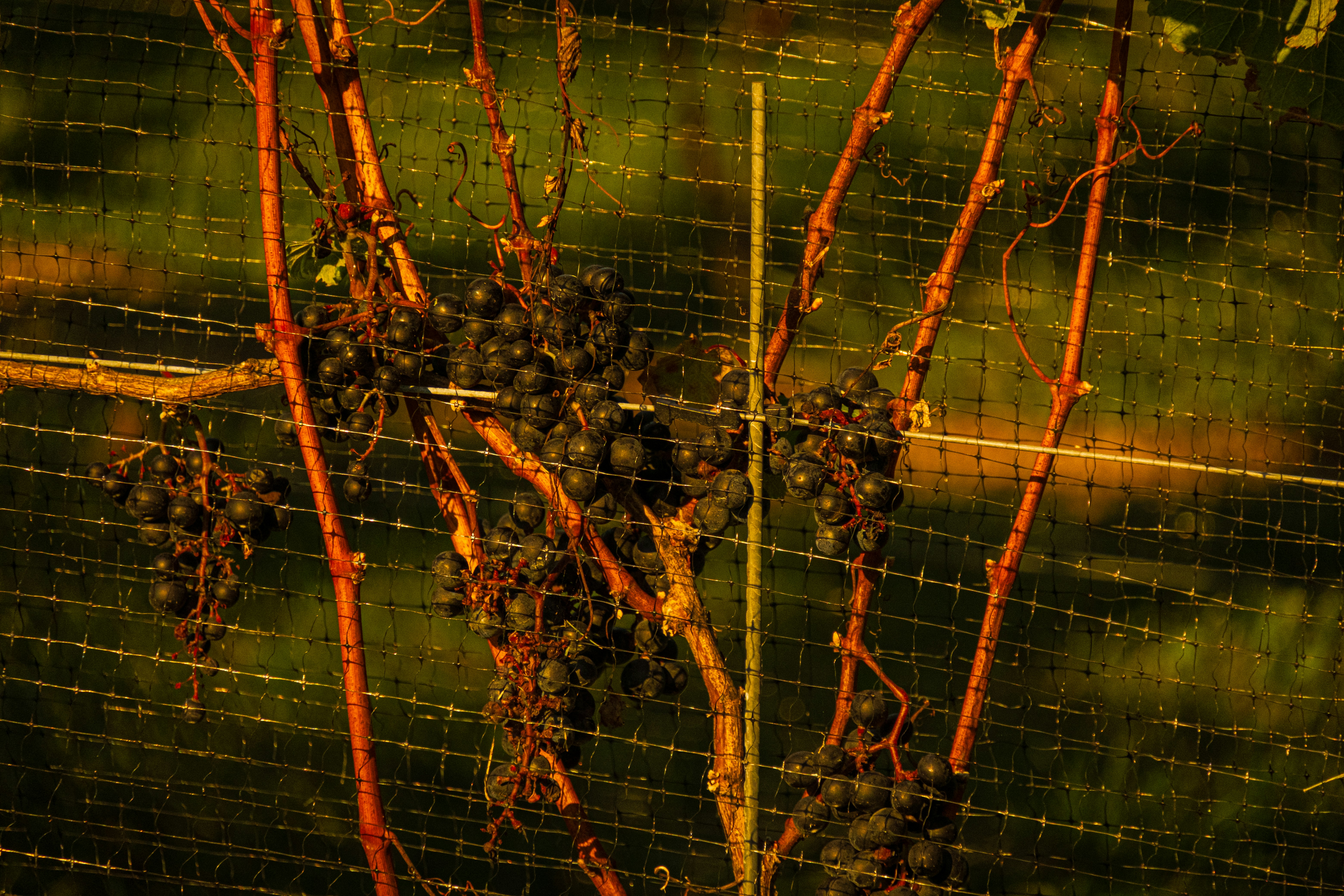 grapes on vine drenched in warm sun light | Close-up of ripe grapes on vines in a vineyard.