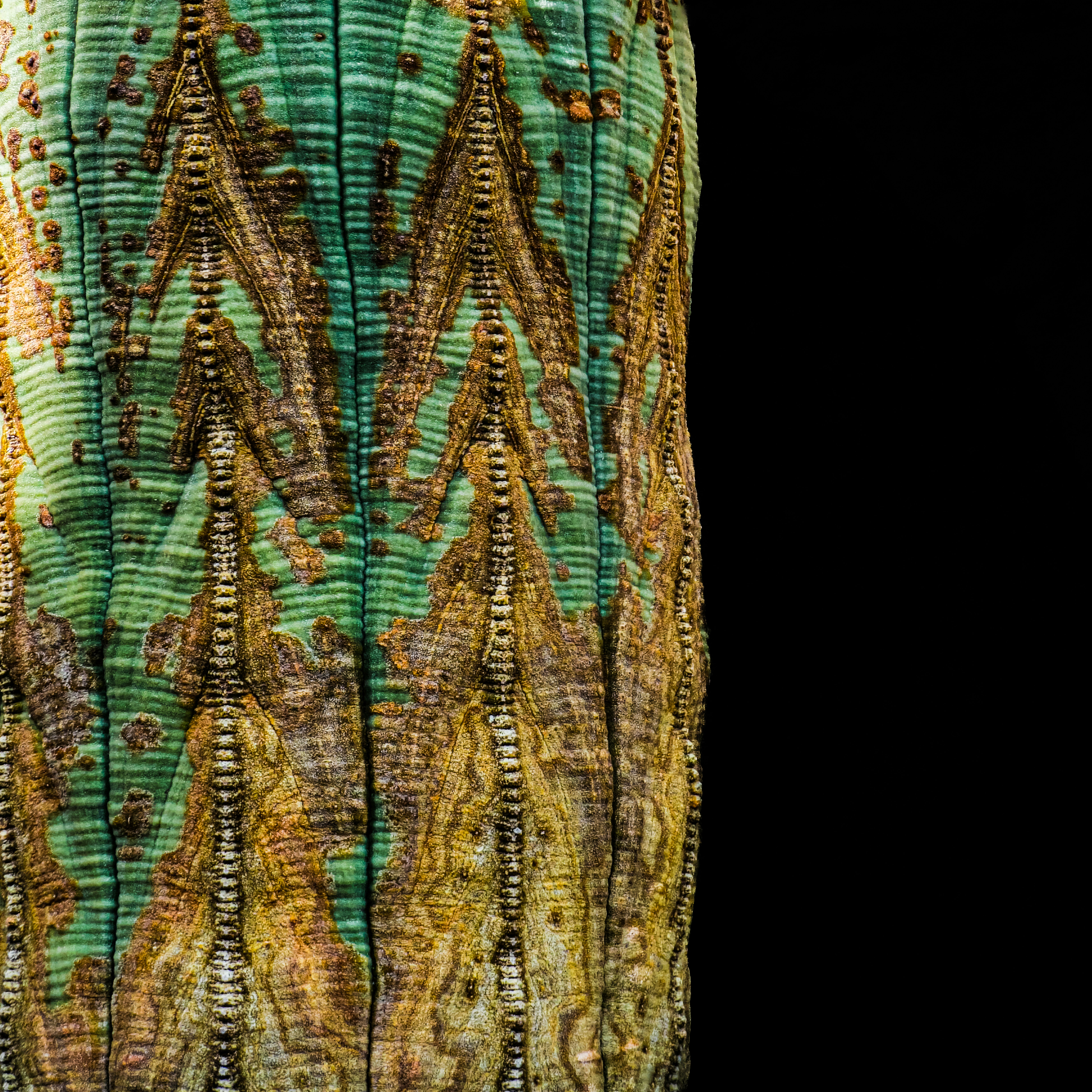 Teal Veins and Golden Beads: A Close-Up Portrait of Ornate Fabric