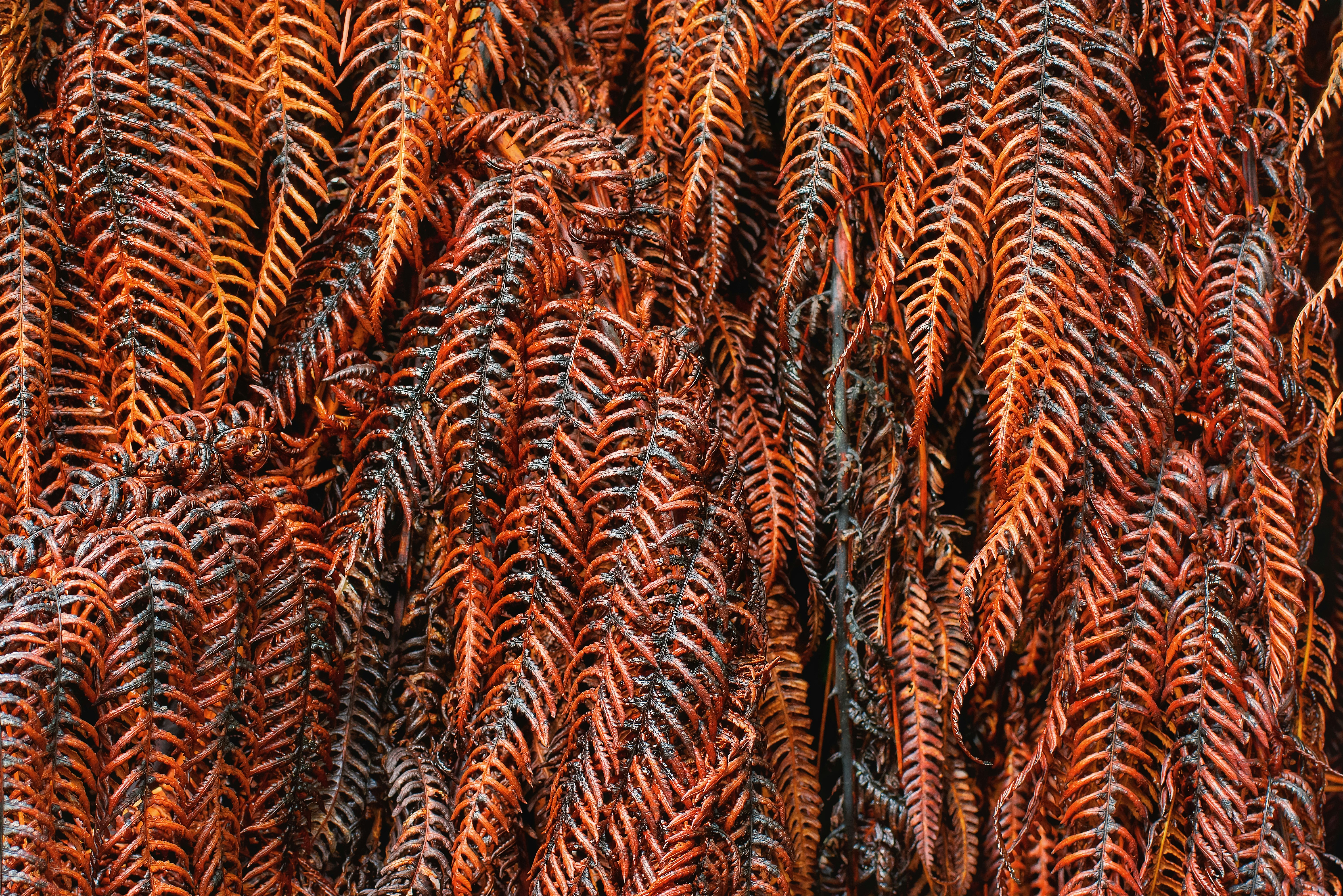 Brown fern leaves | Close-up of dried fern fronds with orange and brown hues.