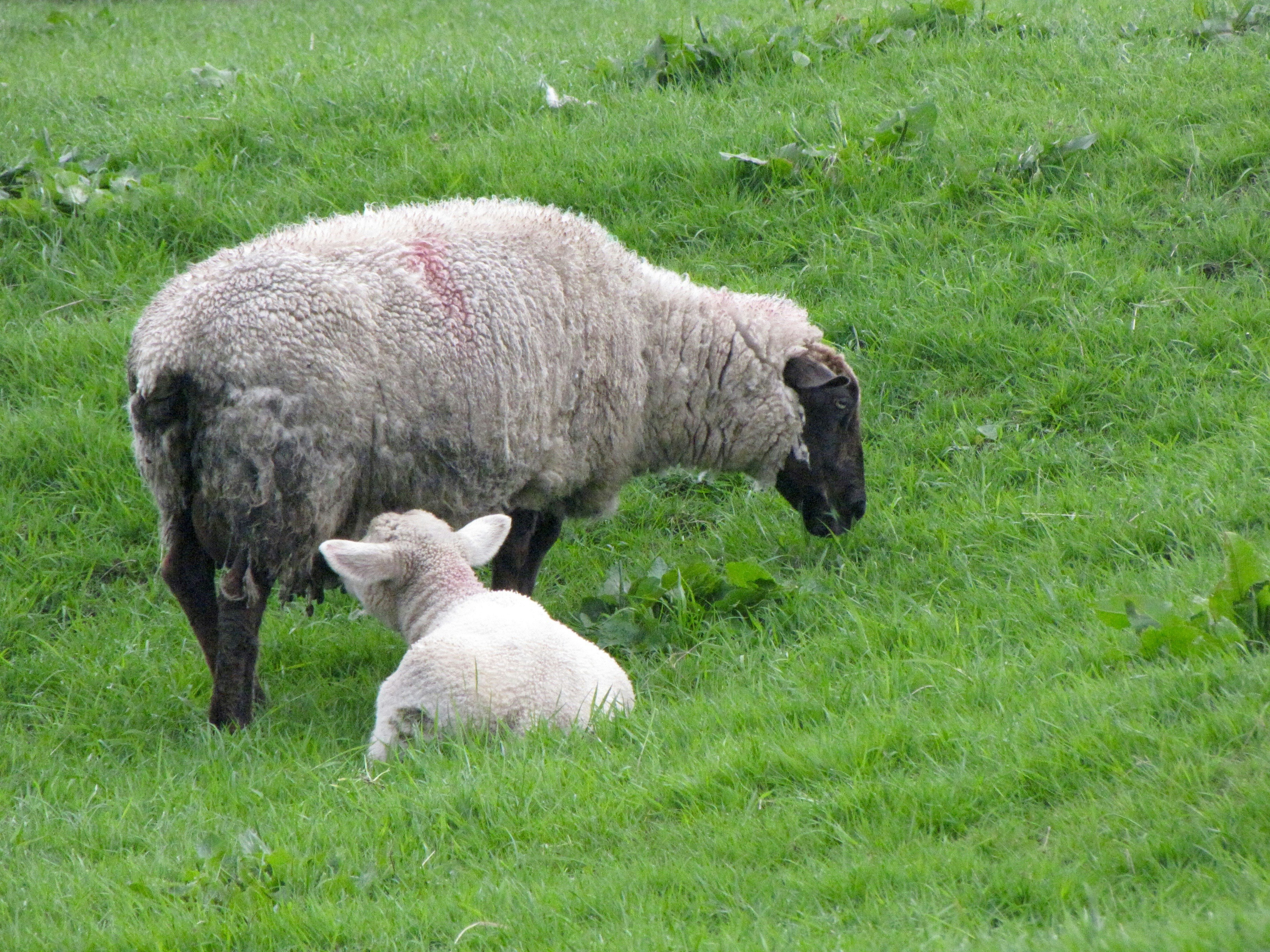 A sheep and lamb grazing in a green field.