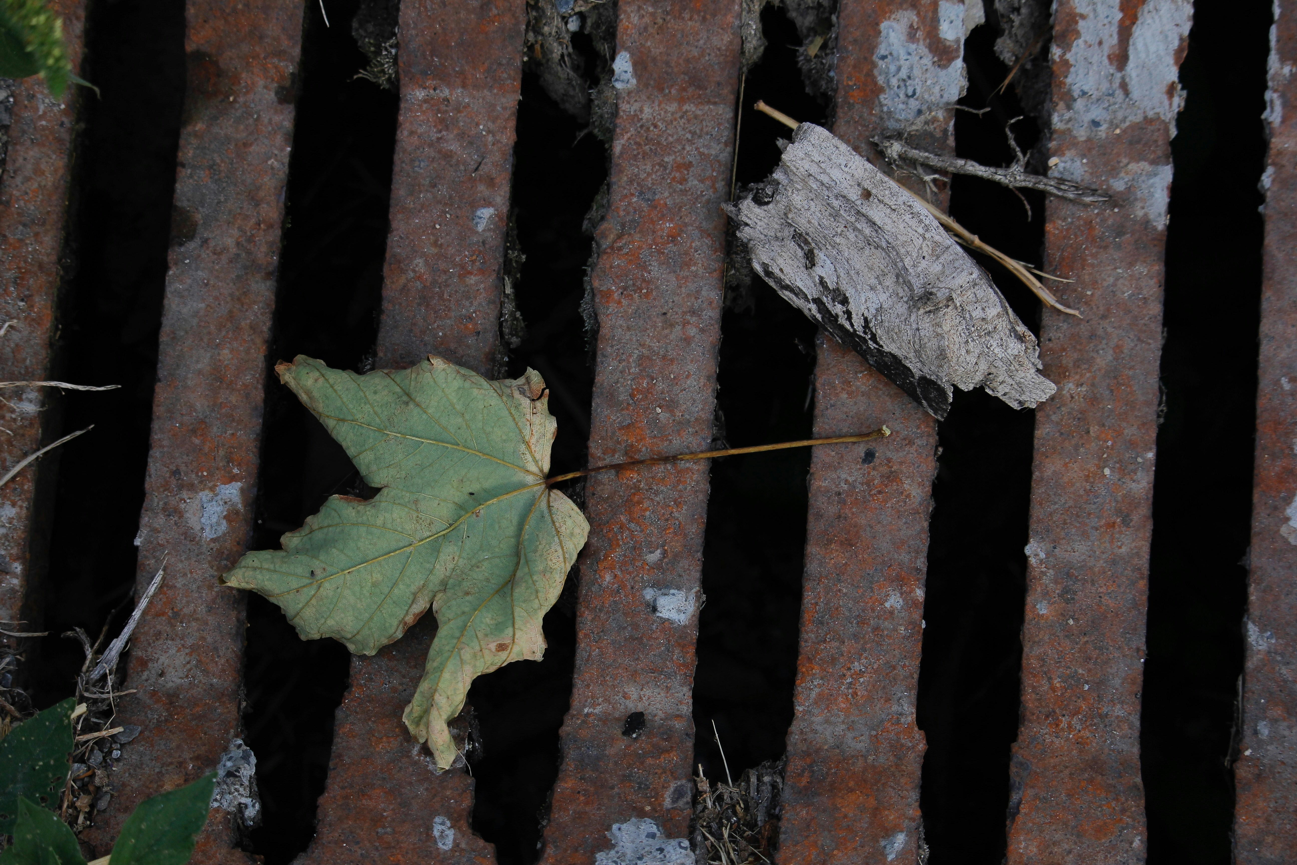 Fallen leaves on a metal grate outdoors
