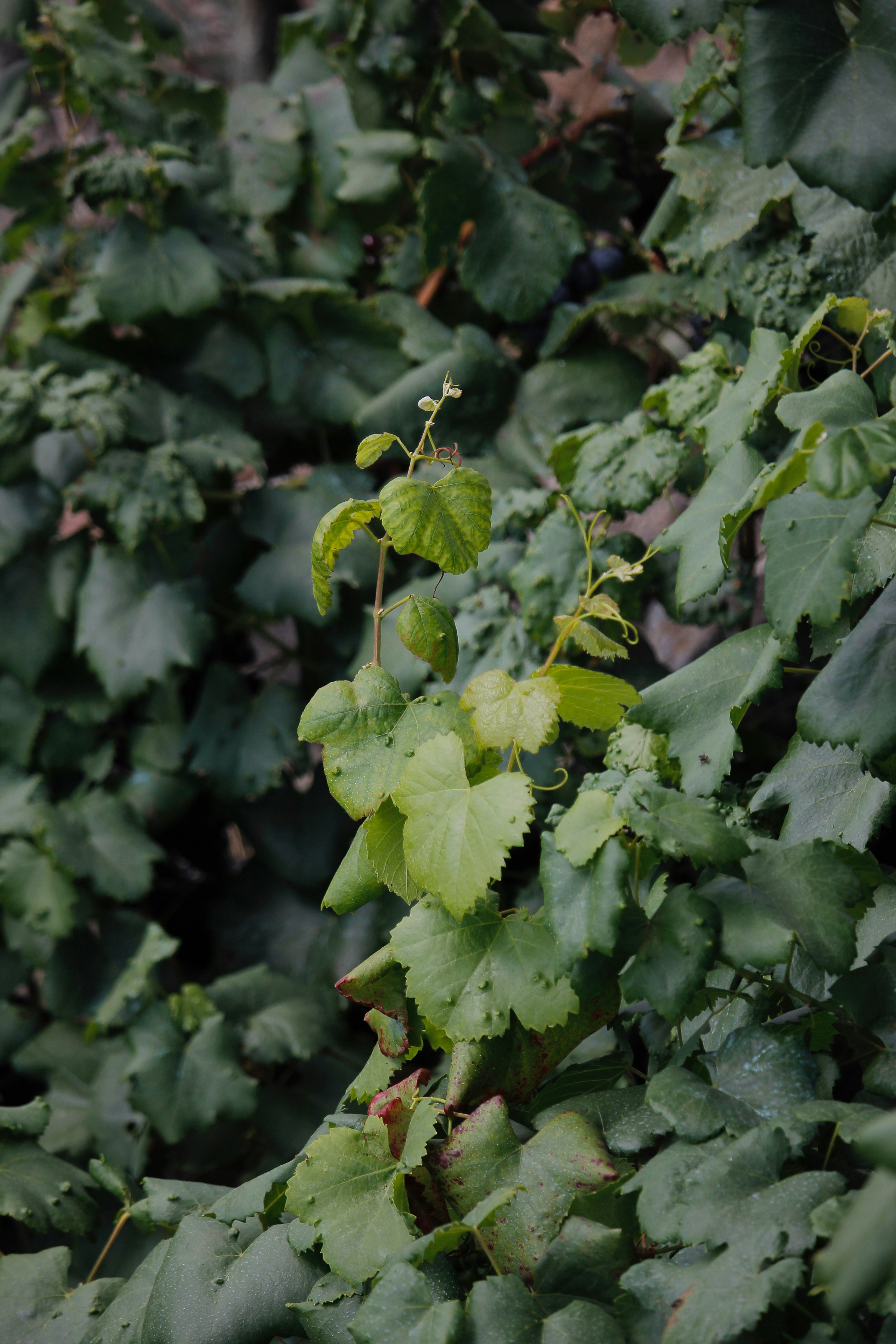 Green grape leaves on a vine in sunlight.