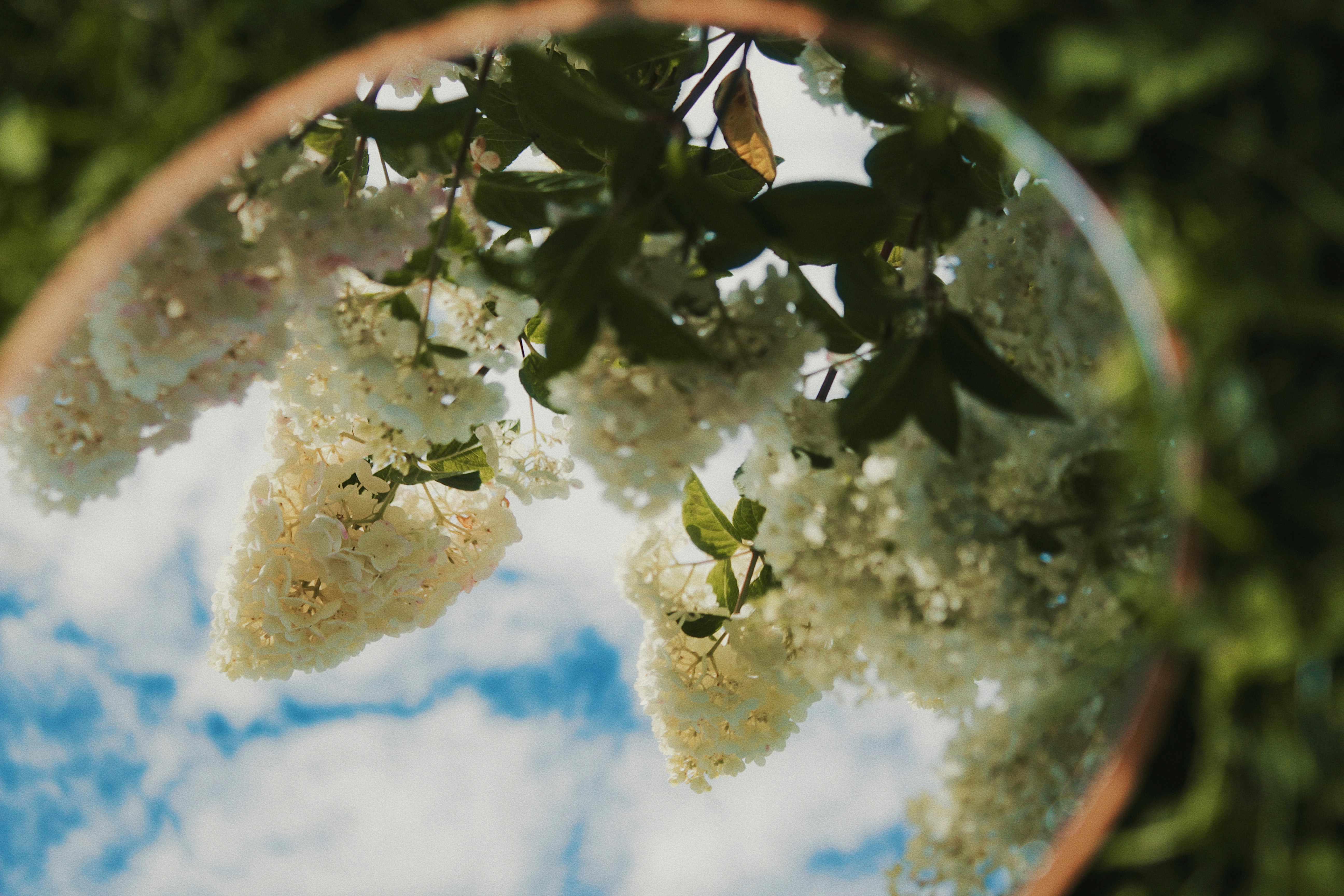 Floating Floral Mirror: White Hydrangeas Reflected in a Circular Glass