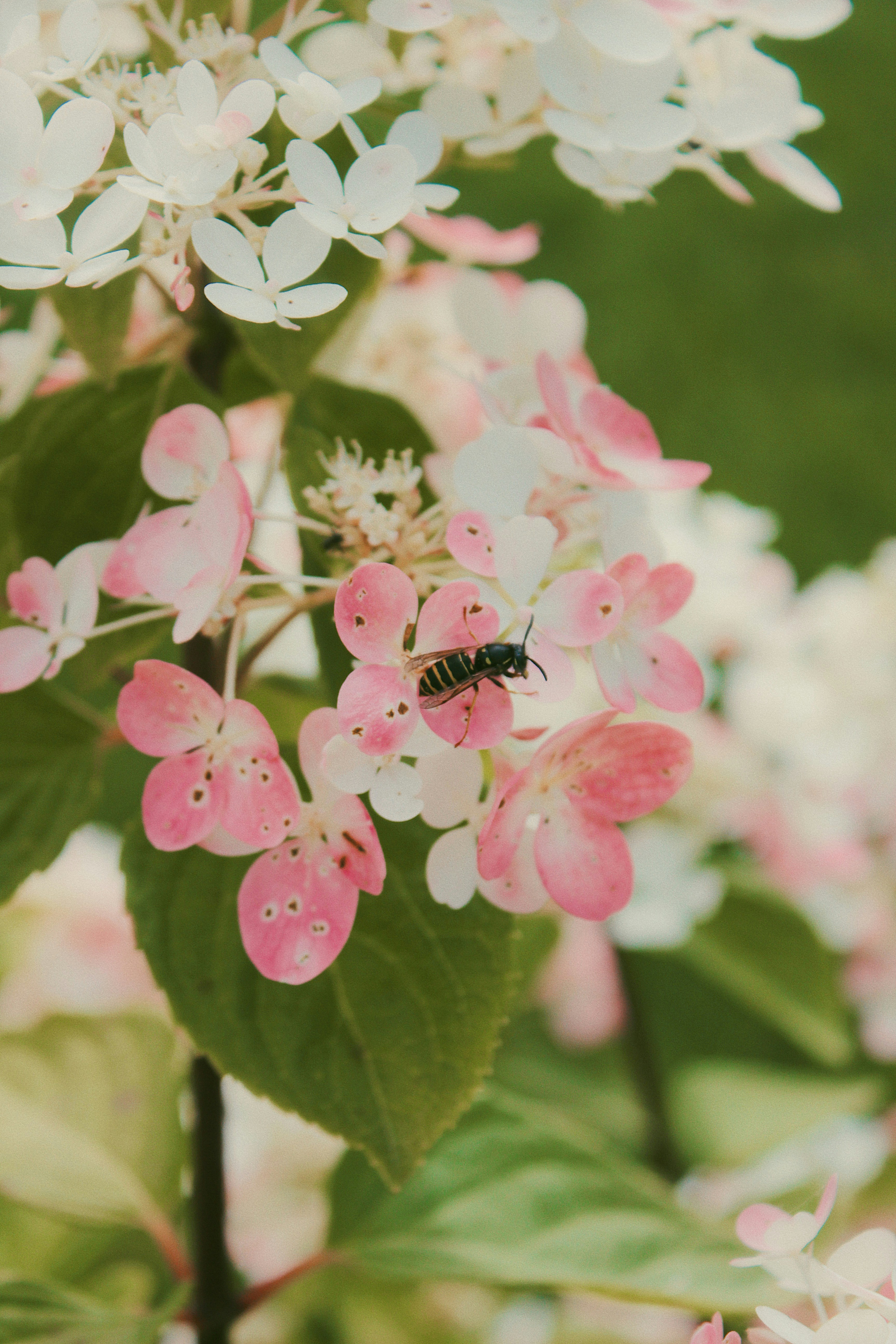 Nature's Harmony: A Dance Among Blossoms