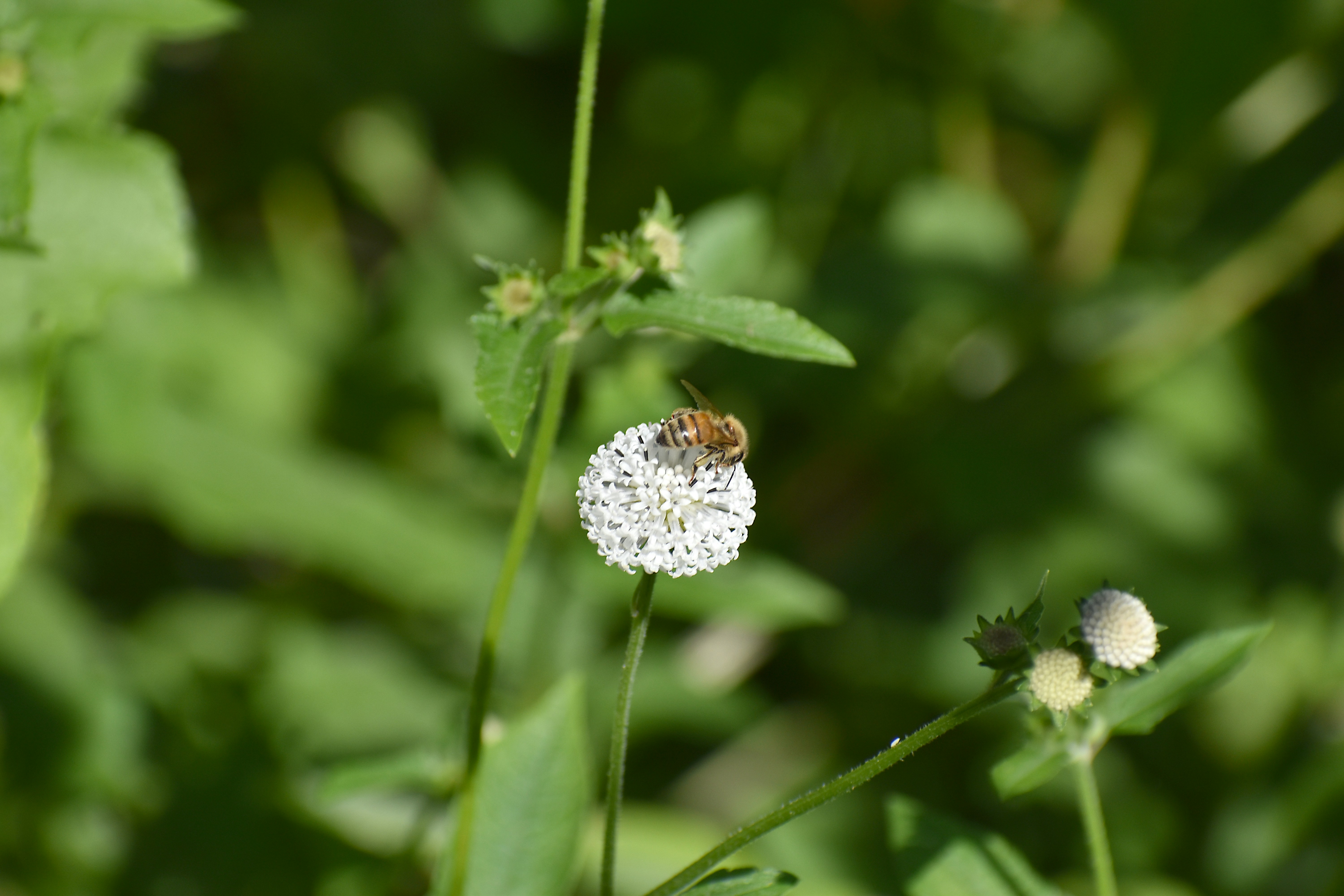Nature's Pollinator at Work