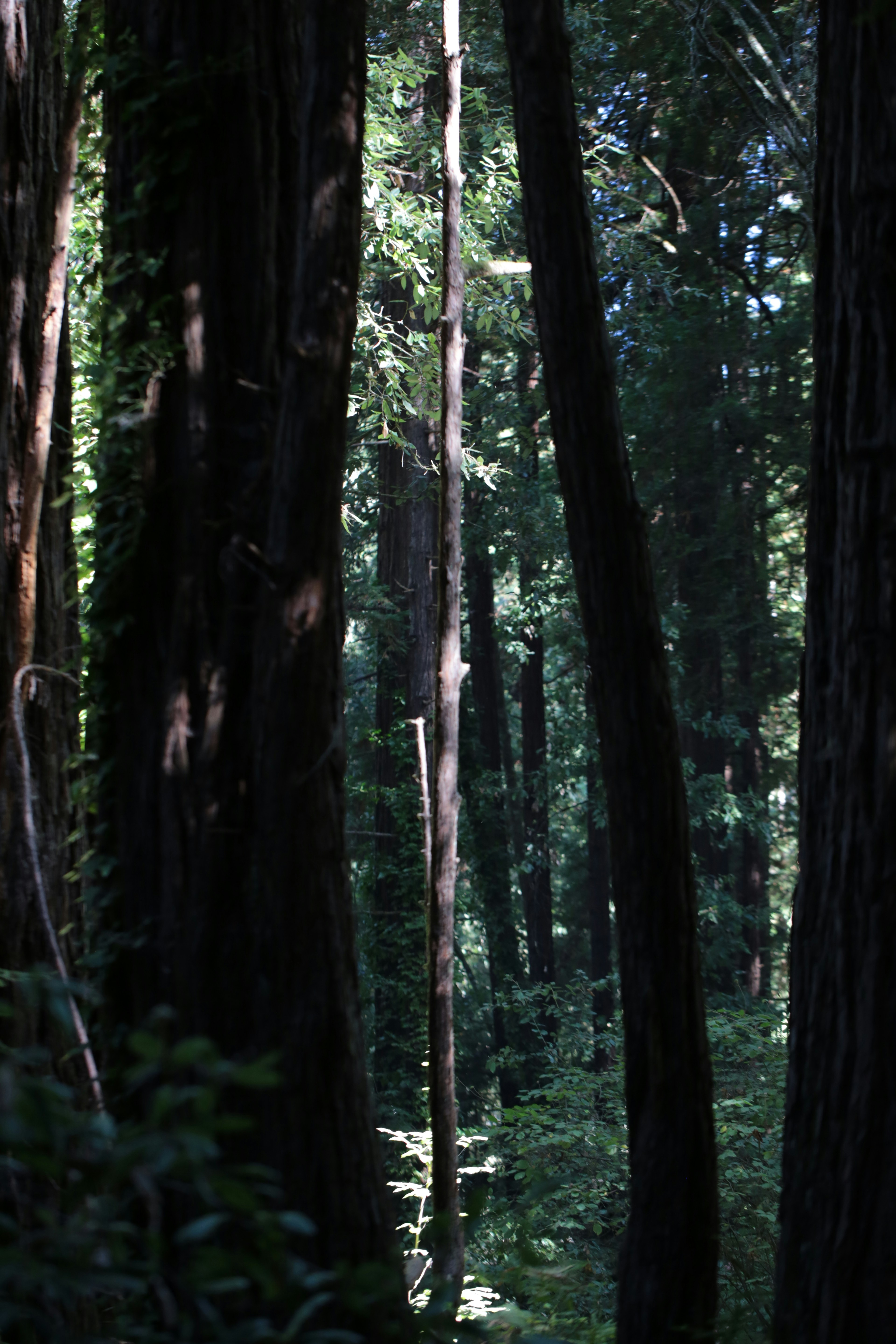 Sunlight filters through a dense redwood forest canopy.