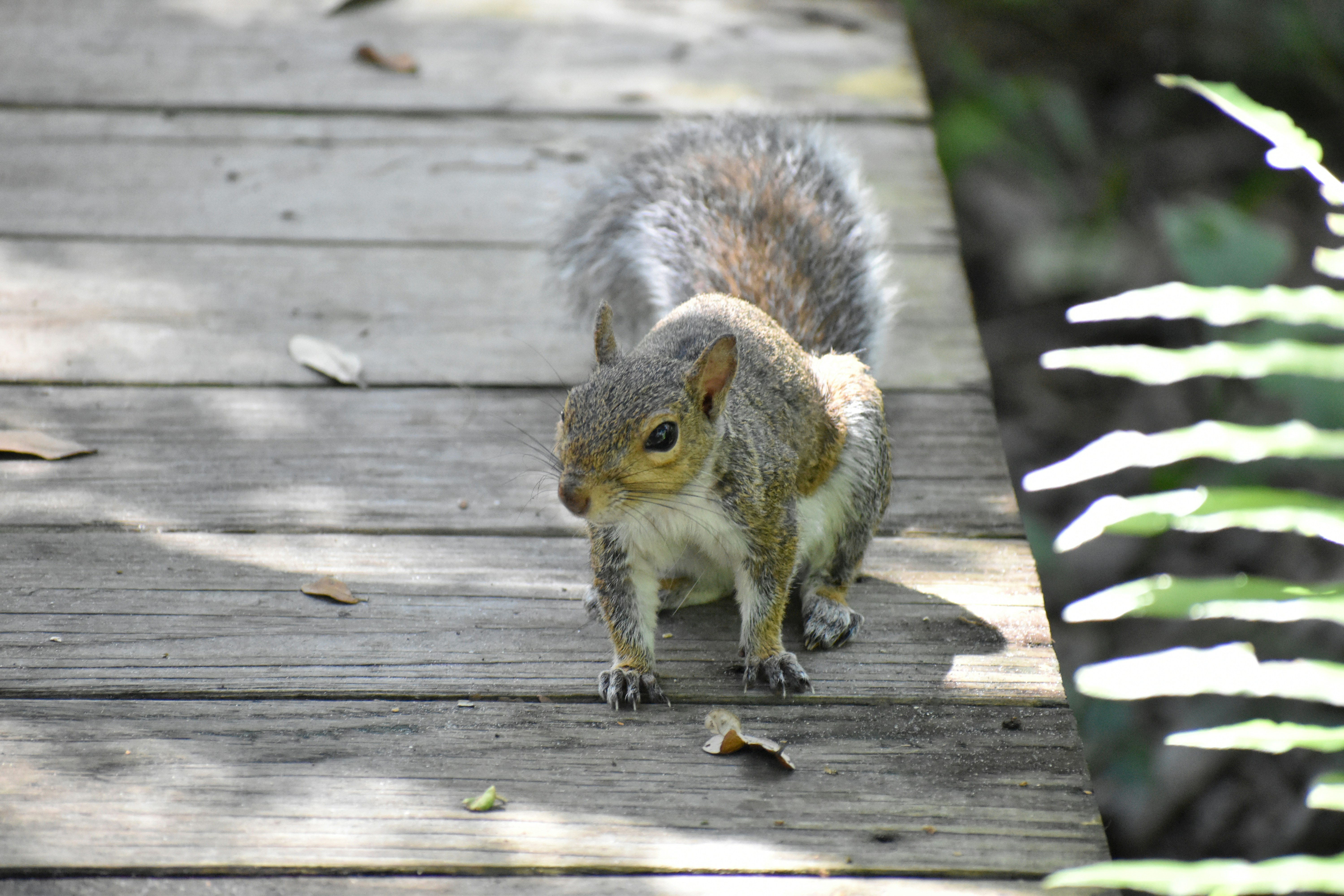 A curious squirrel strolling on a boardwalk. | A squirrel stands on a wooden walkway.