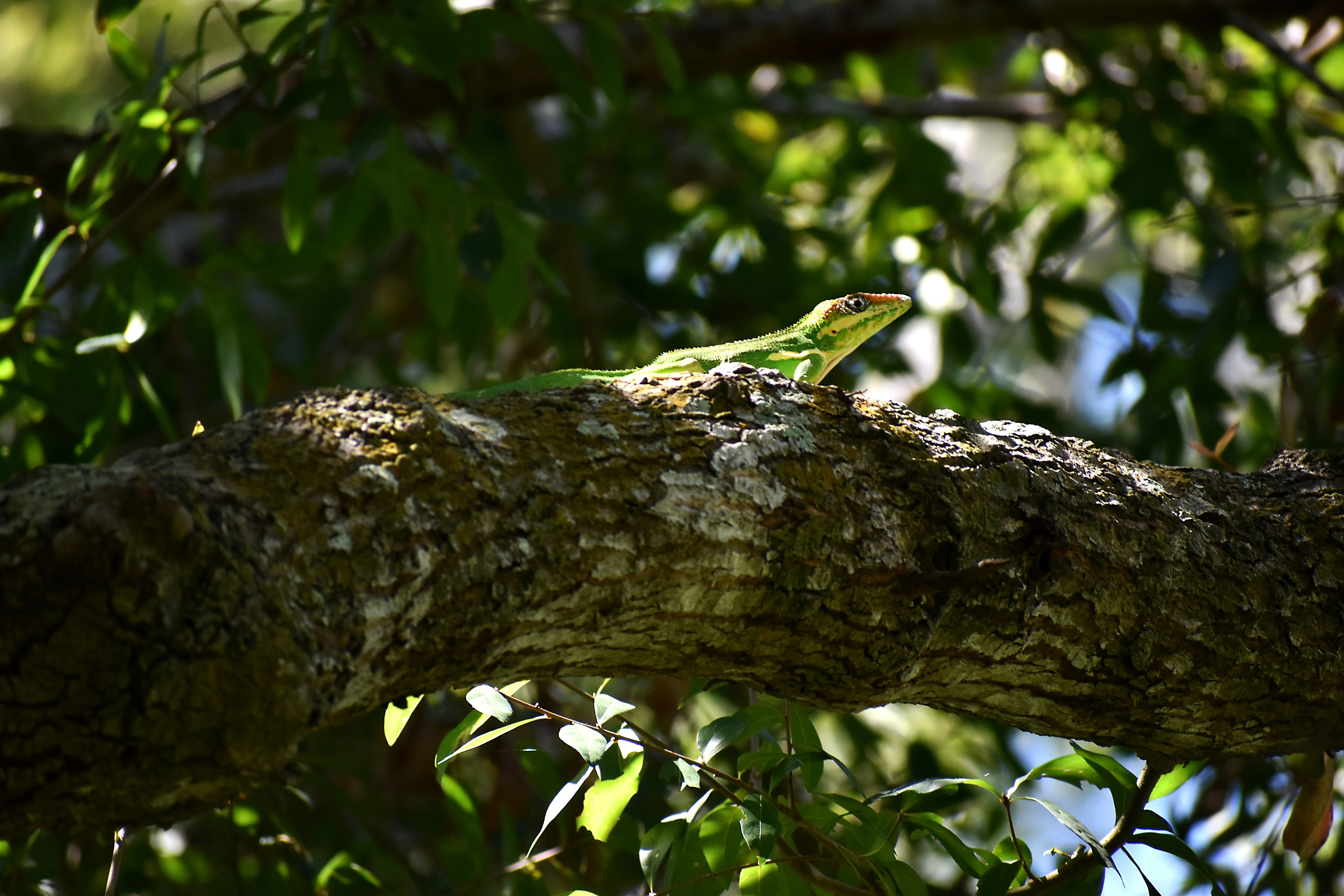 An anole perched up on a tree. | A green lizard rests on a tree branch.