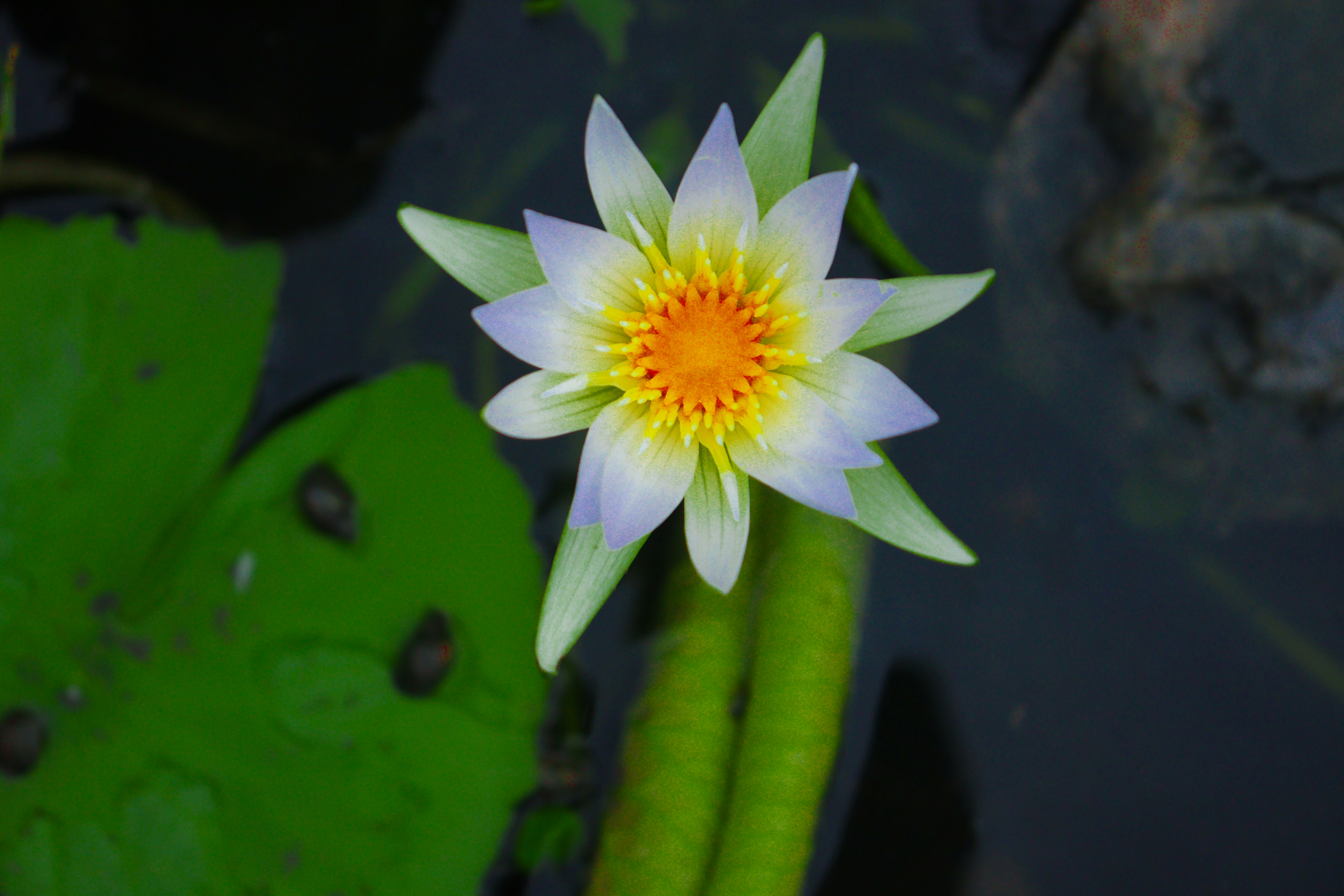Serenity in Bloom: The Water Lily's Embrace