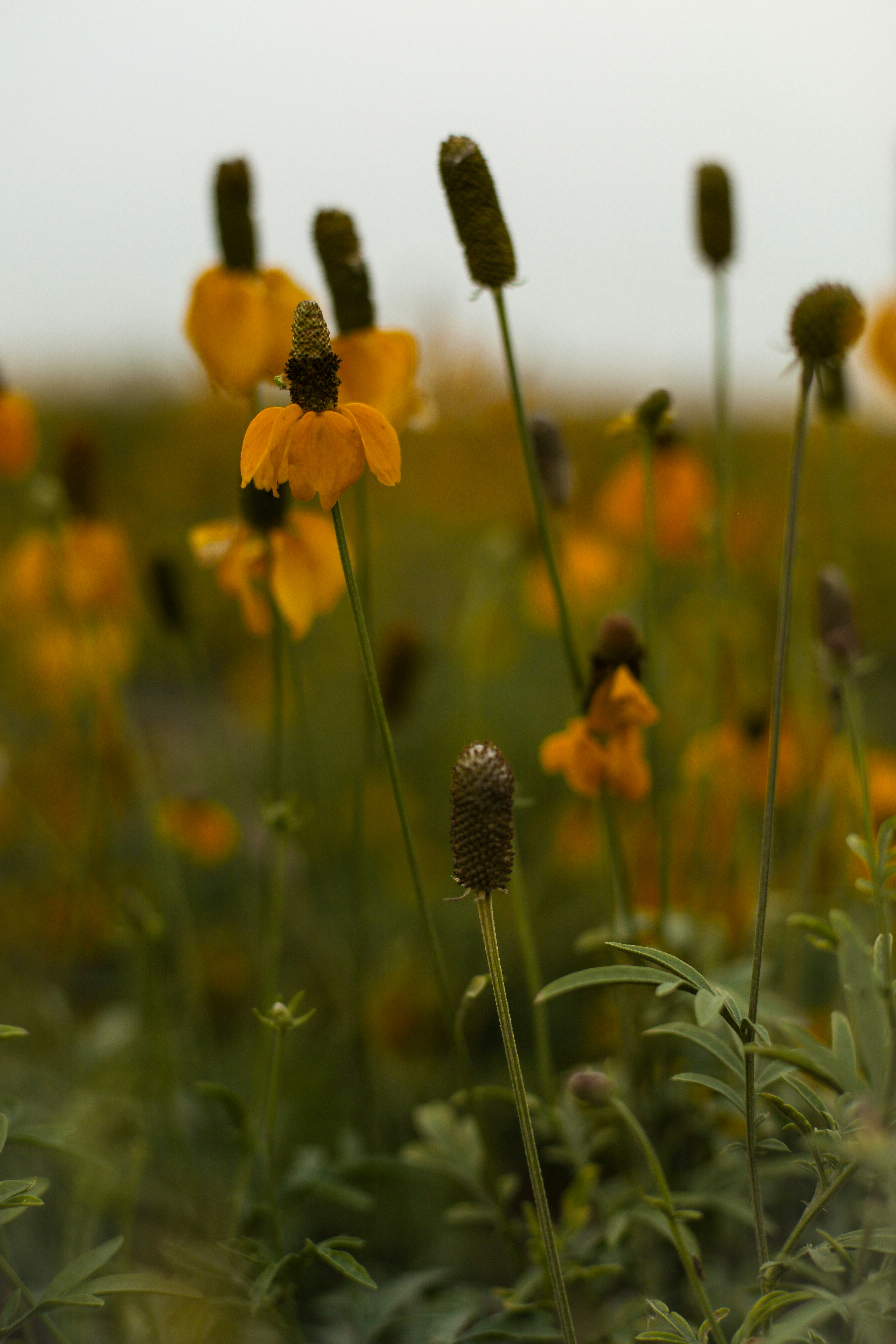 Yellow wildflowers bloom in a field