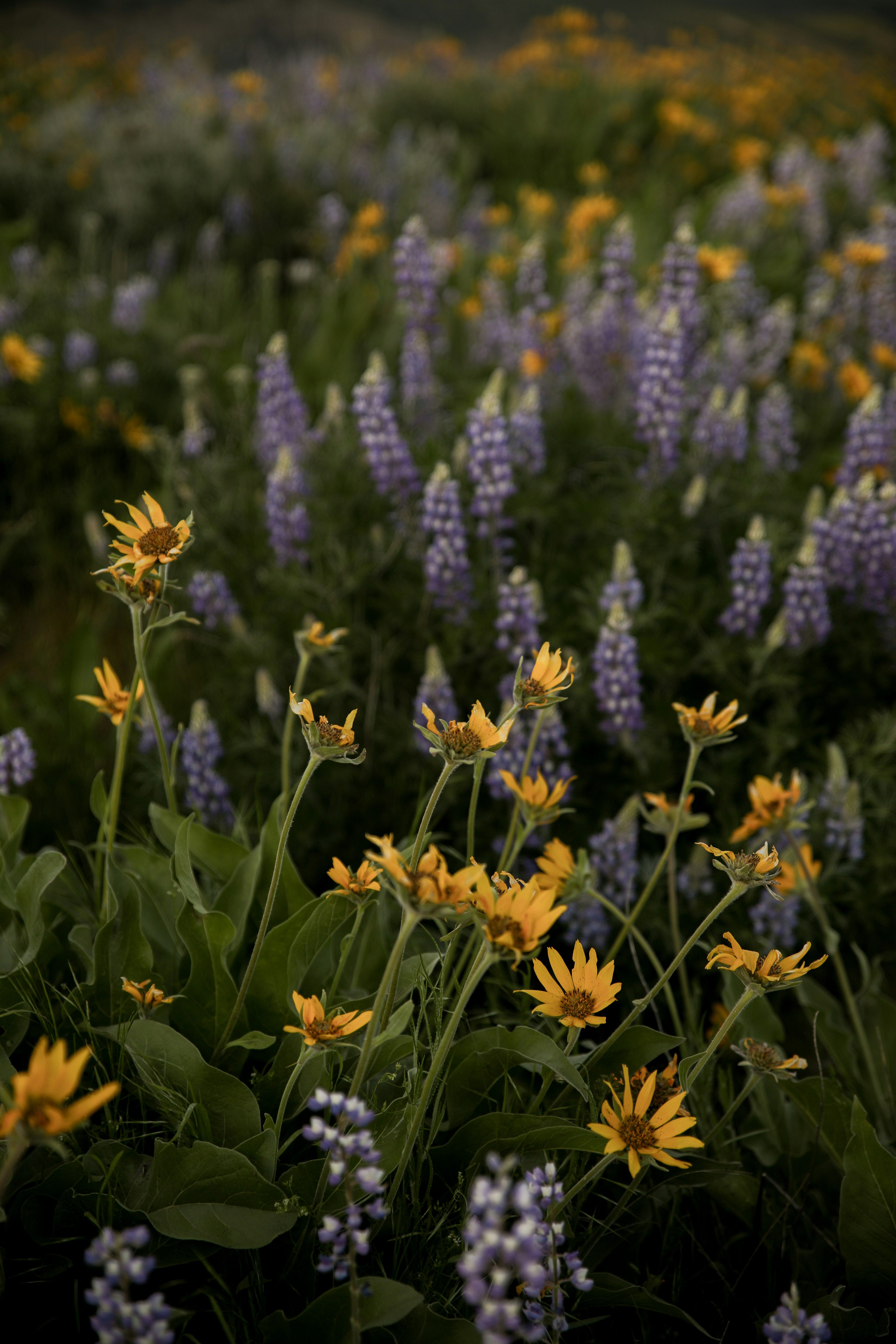 Photo by Emma Swoboda with Canon EOS 5D Mark IV