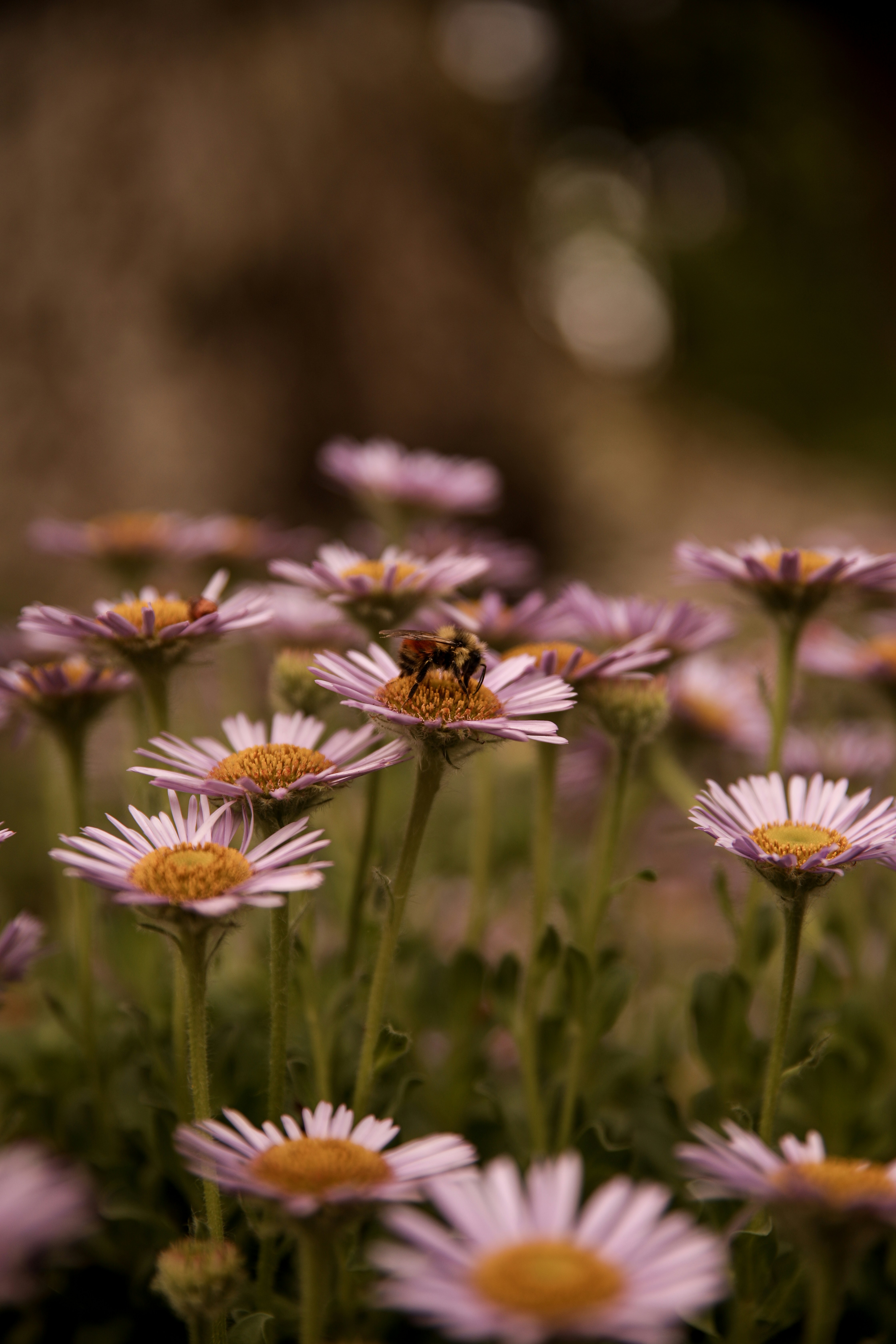 A bee pollinates a purple daisy in a field.