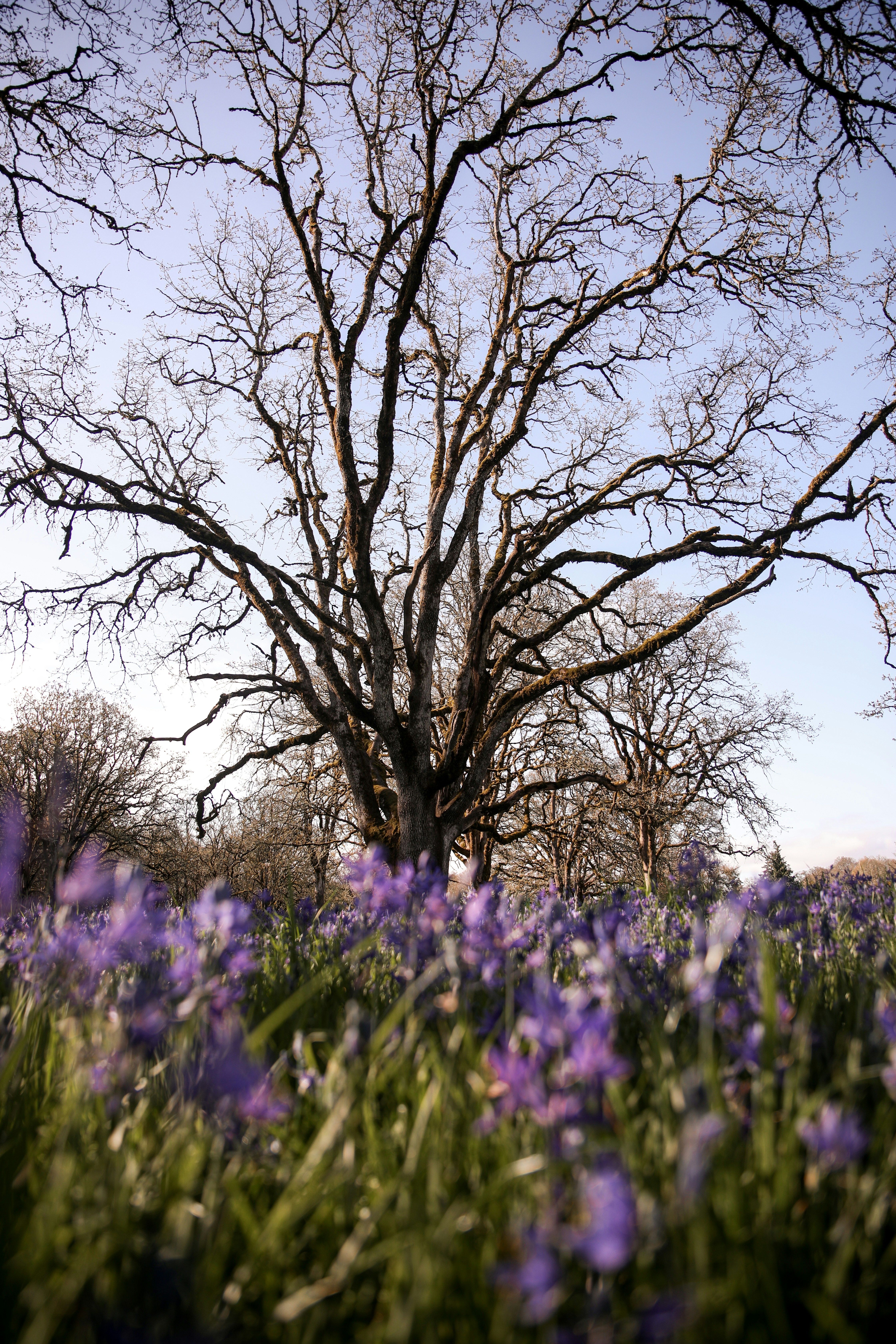 Whispers of Spring Beneath the Ancient Canopy