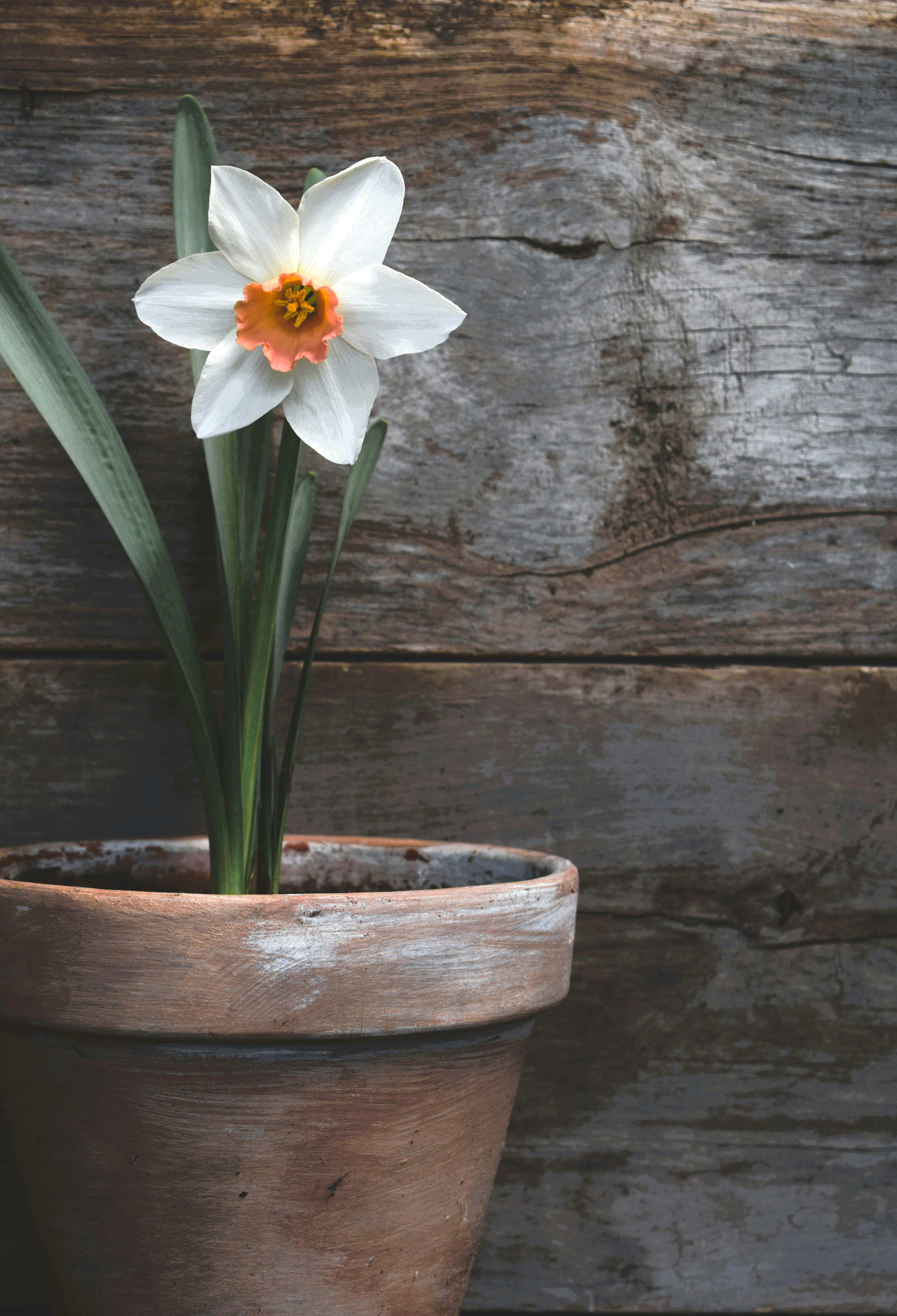 Whispers of Spring: A Daffodil's Elegance
